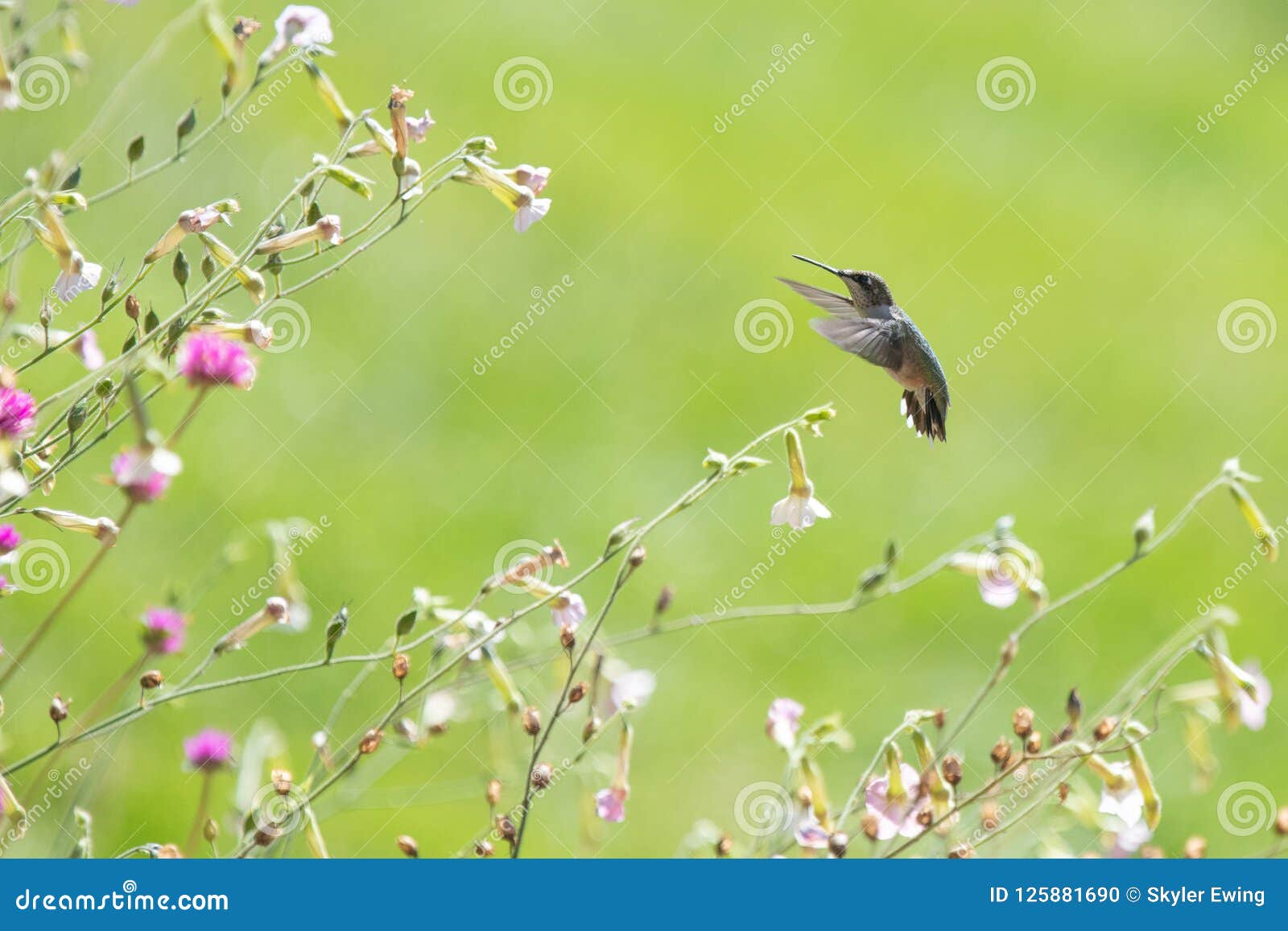 Hummingbird in nature stock photo. Image of colubris - 125881690