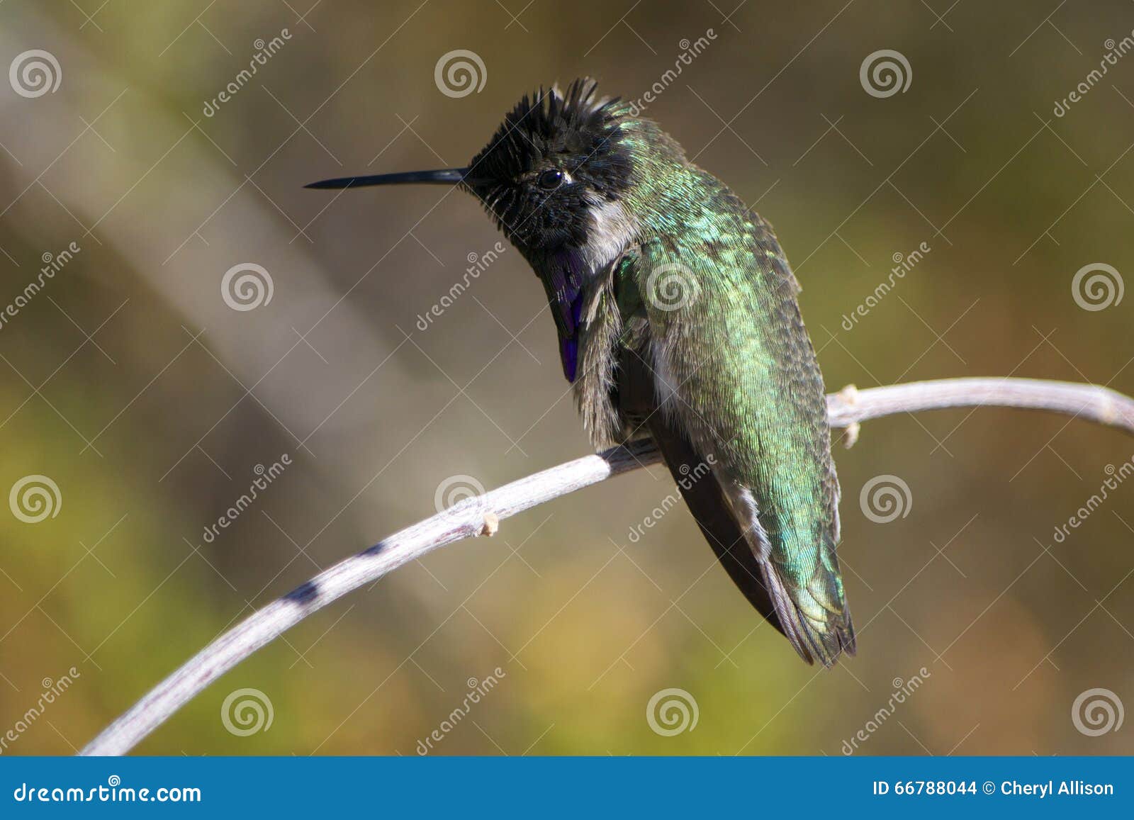 Close-up Hummingbird Sitting on a Twig Stock Photo - Image of profile ...