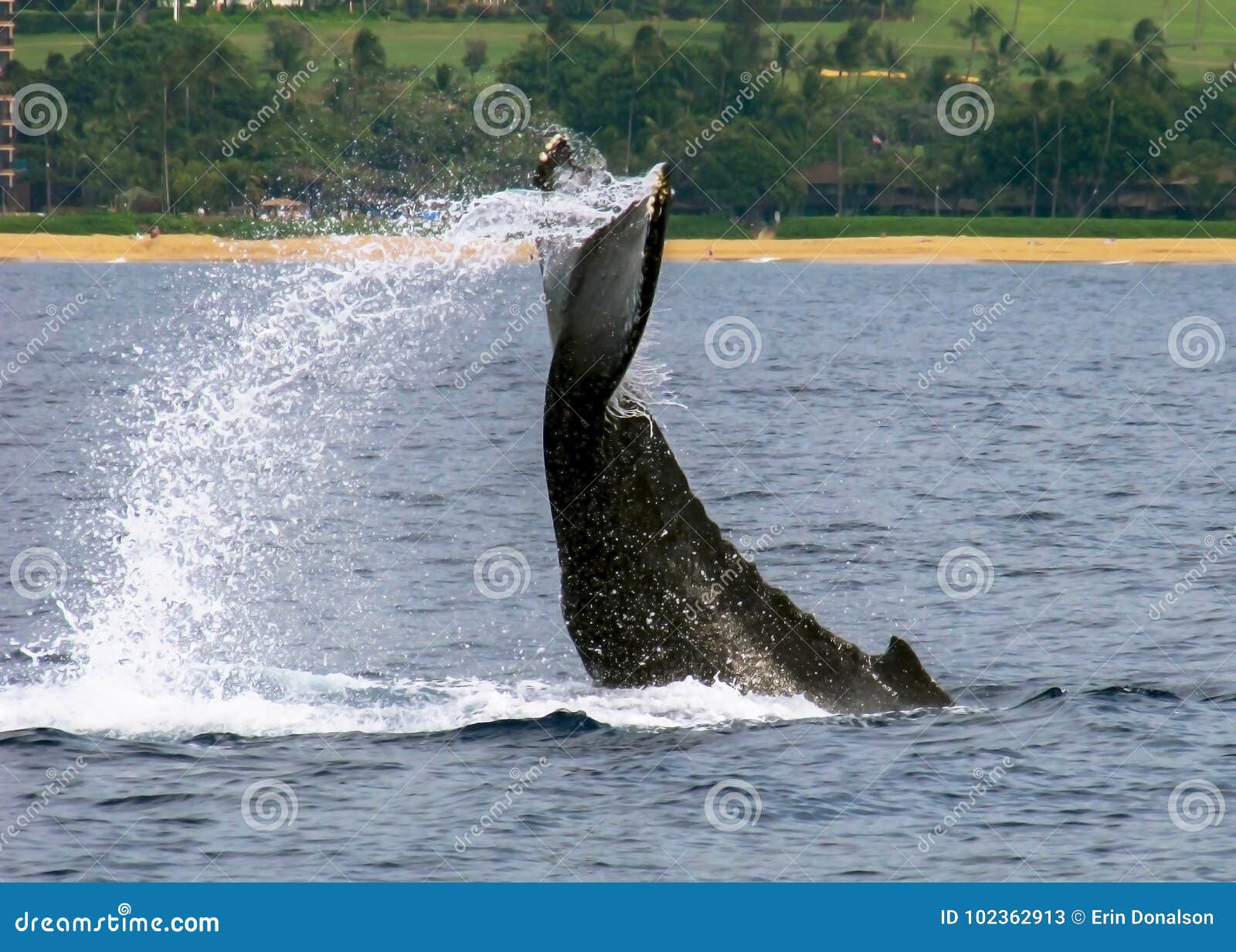 Humpback Whale Tale Splashes with Coast in Background Stock Image ...