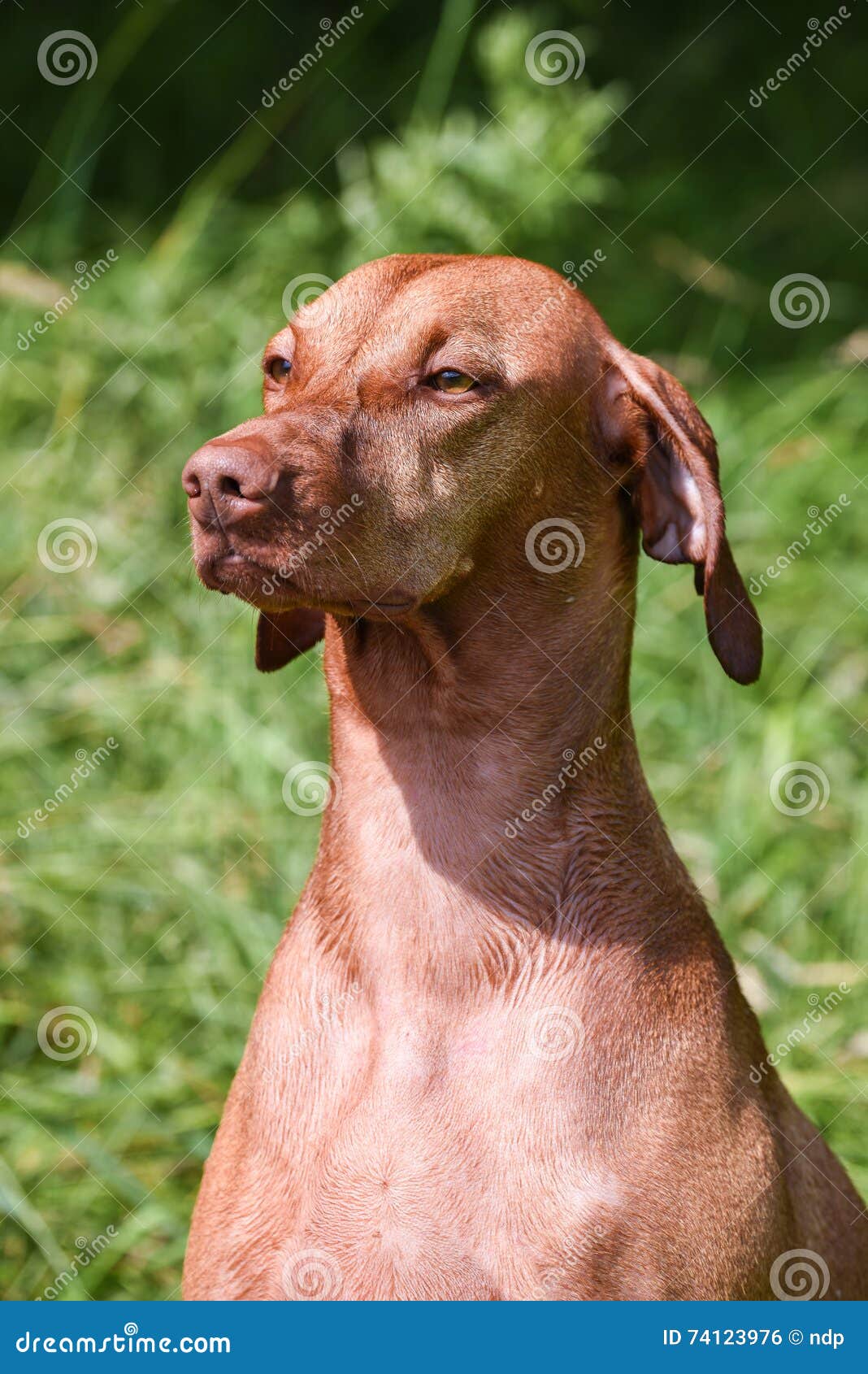 Close-up of Hungarian Vizsla Sitting in Field Stock Photo - Image of ...
