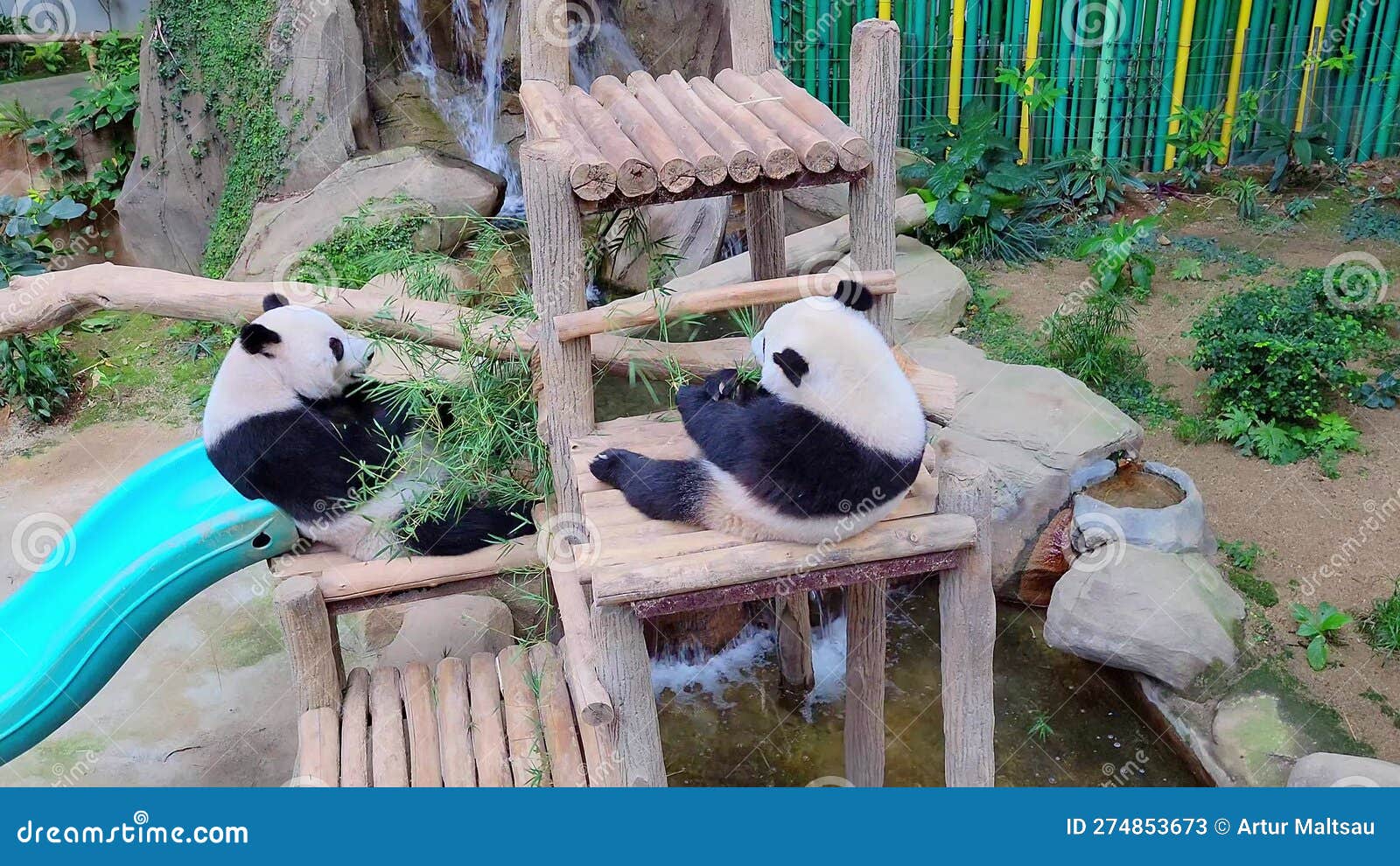 Close Up with a Hungry Cute Panda Snacking on Eucalyptus. Stock Video ...