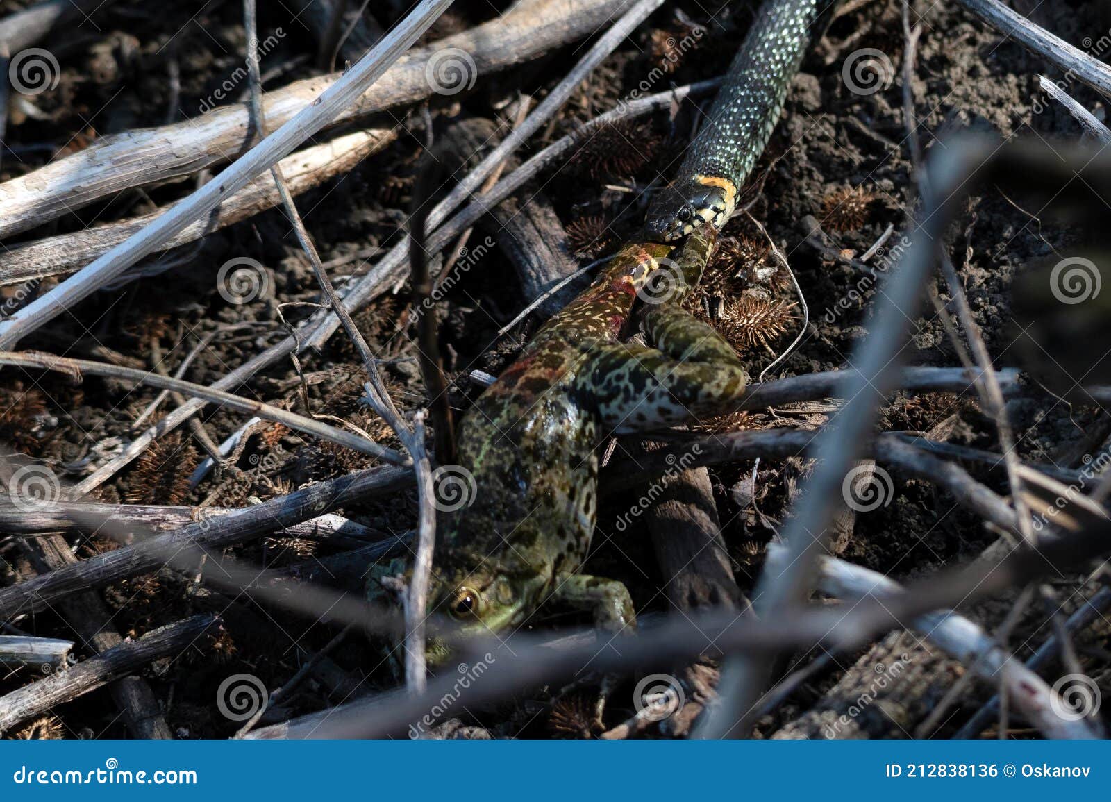 Close Up of Hunting Grass Snake Has Caught a Frog Stock Photo - Image ...