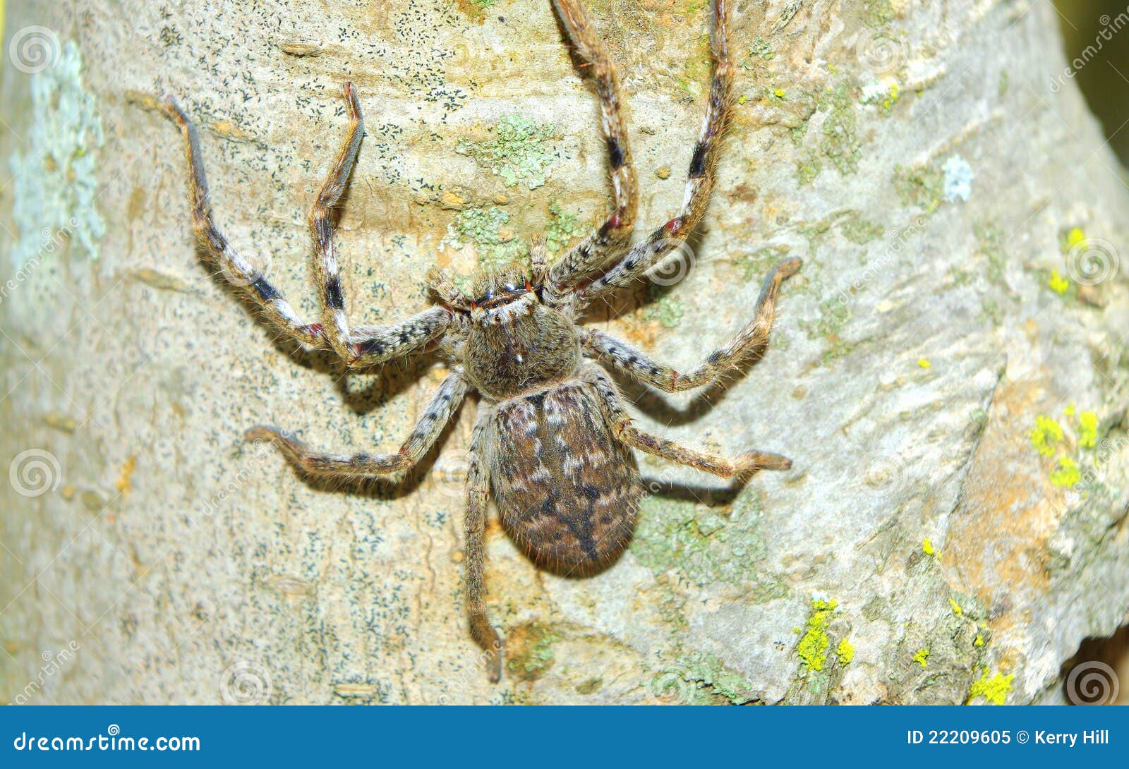 Close-up of Huntsman Spider Stock Image - Image of tarantula, black ...