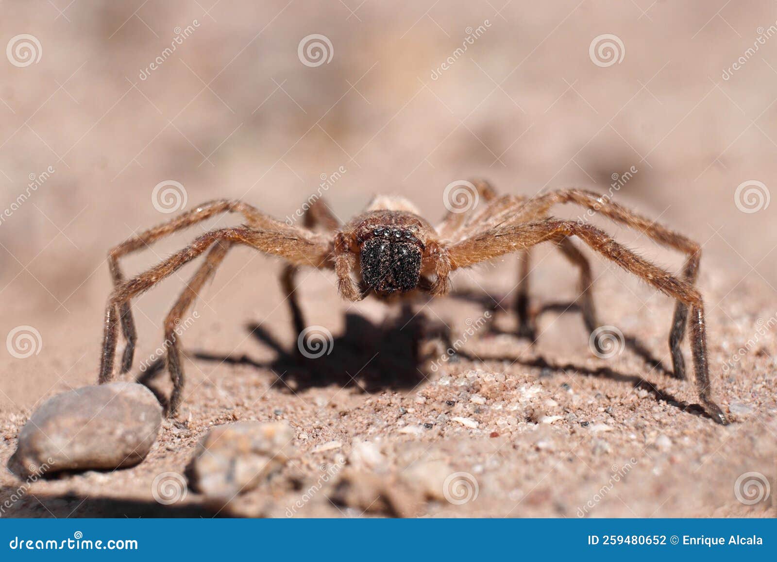 Close Up of Huntsman Spider Stock Photo - Image of wildlife, weevil ...