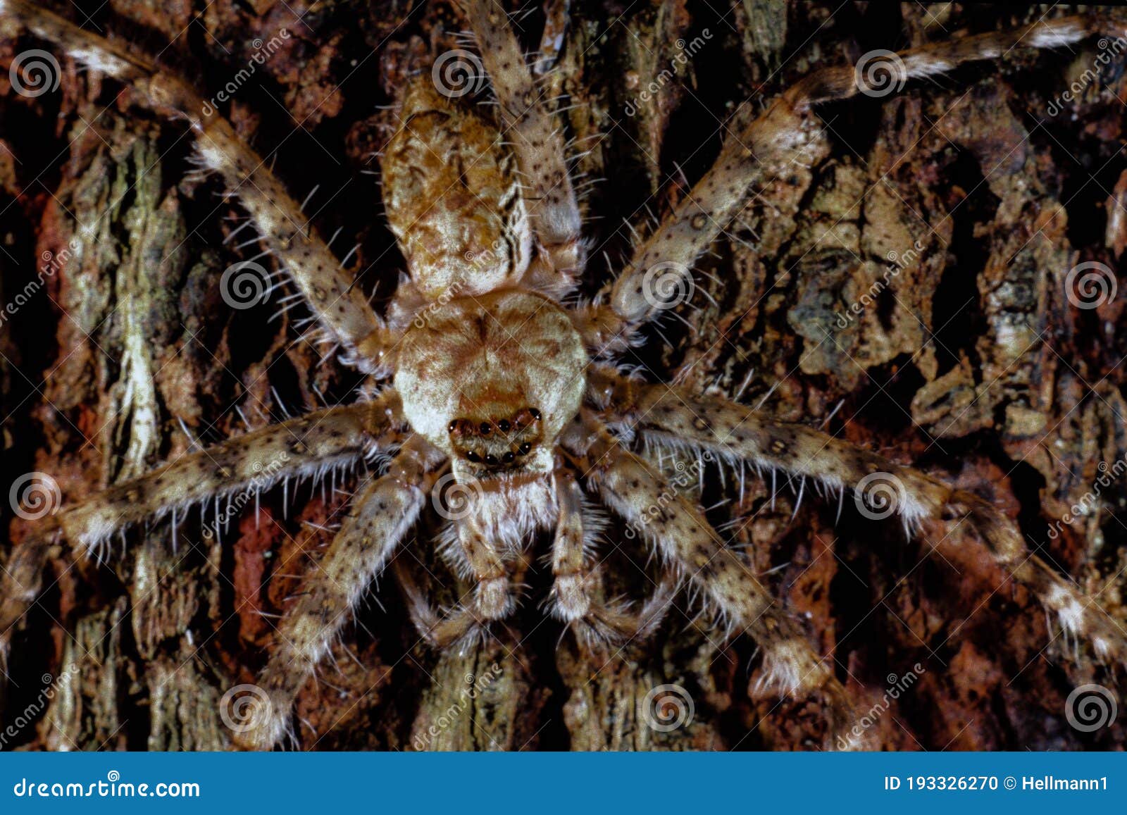 Close-up of a Huntsman Spider Stock Photo - Image of decoration, design ...