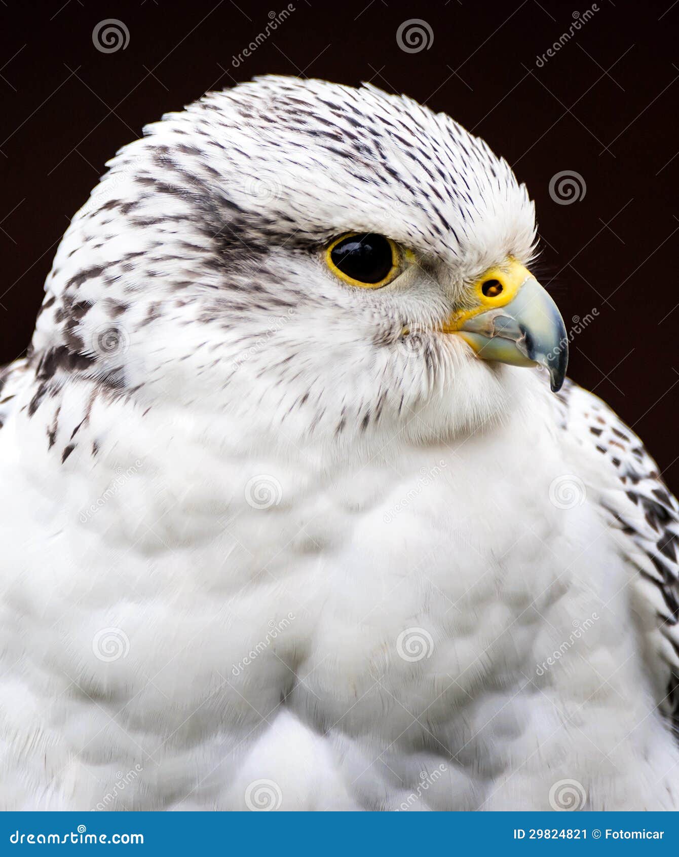 Hybrid Falcon stock image. Image of flecks, brown, prey - 29824821
