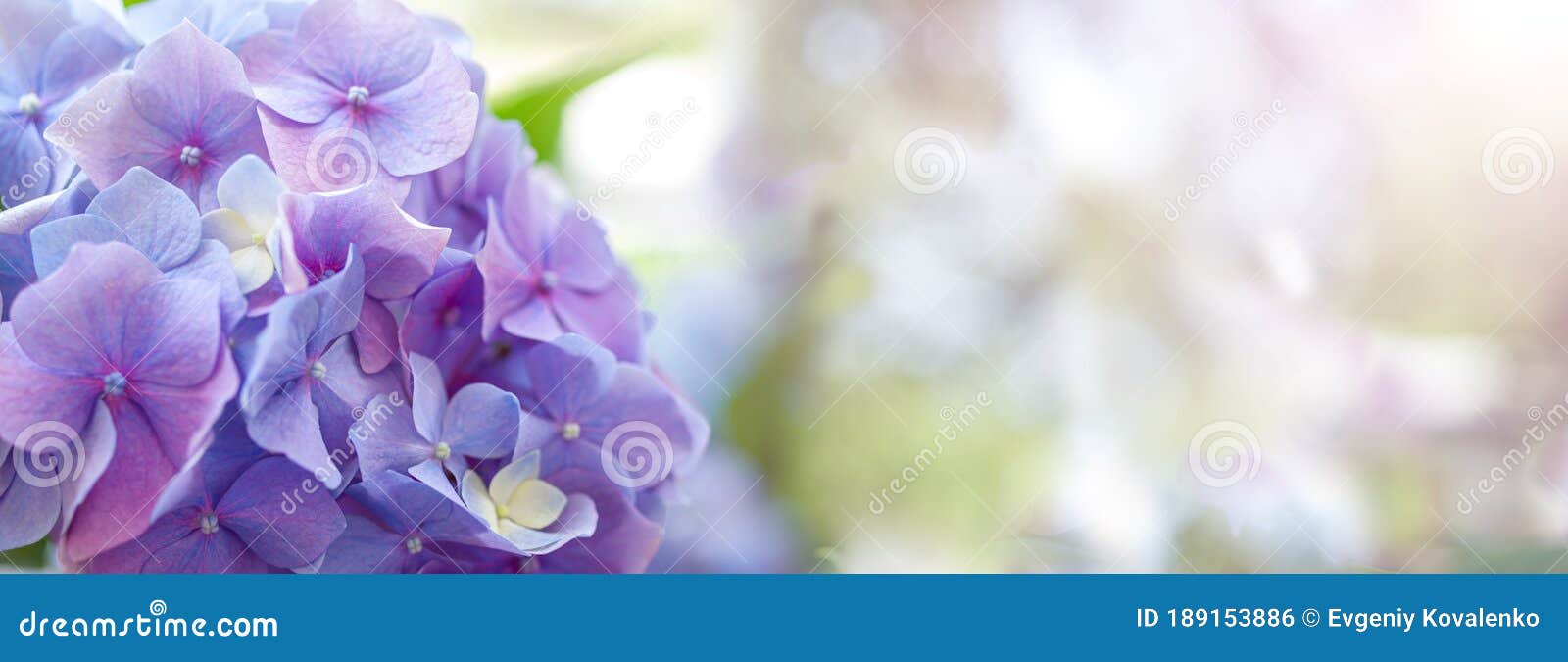 Close-up Hydrangea Banner with Blurry Background Stock Photo - Image of ...
