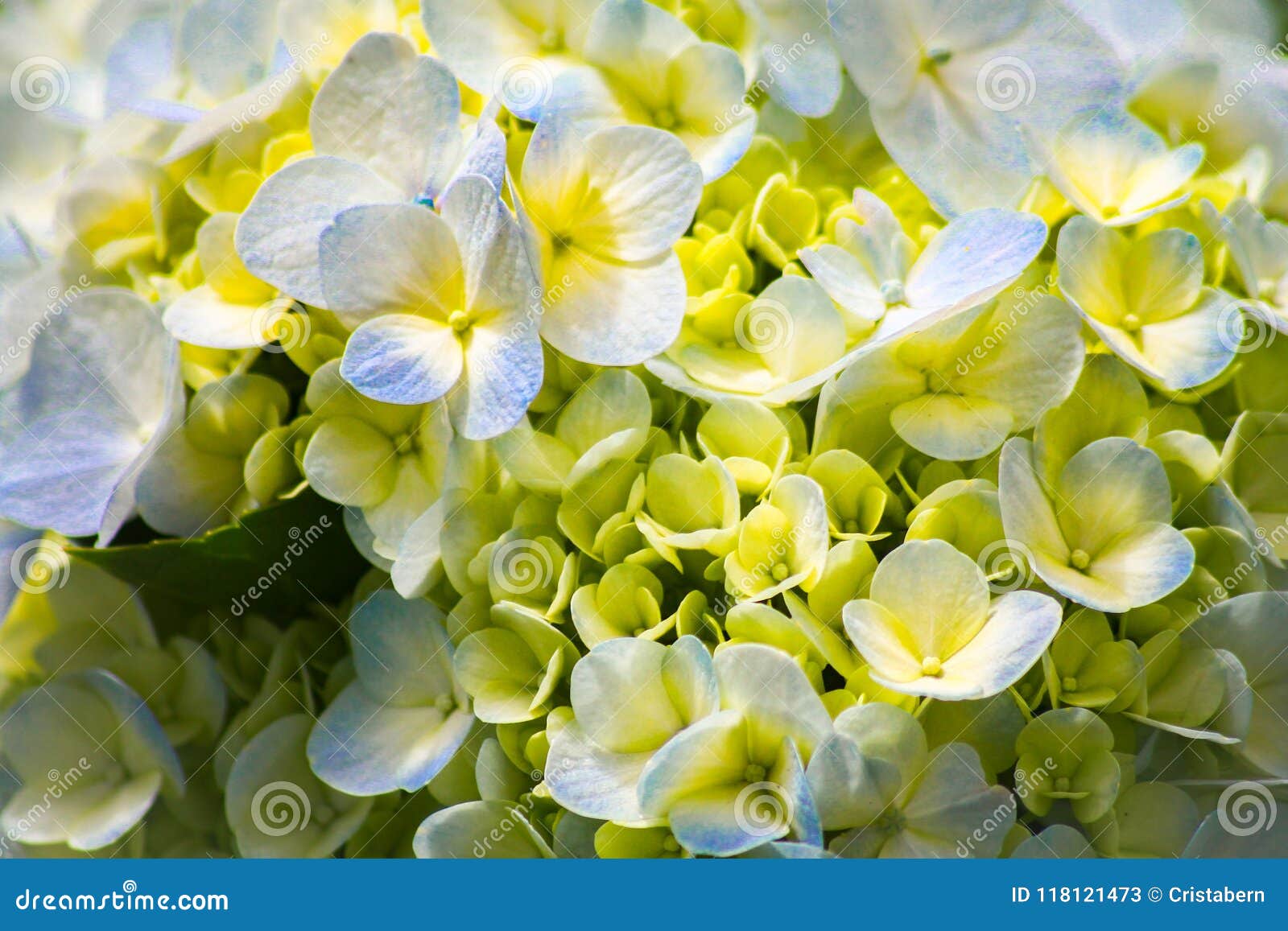 Close up of a hydrangea stock image. Image of magnificent - 118121473