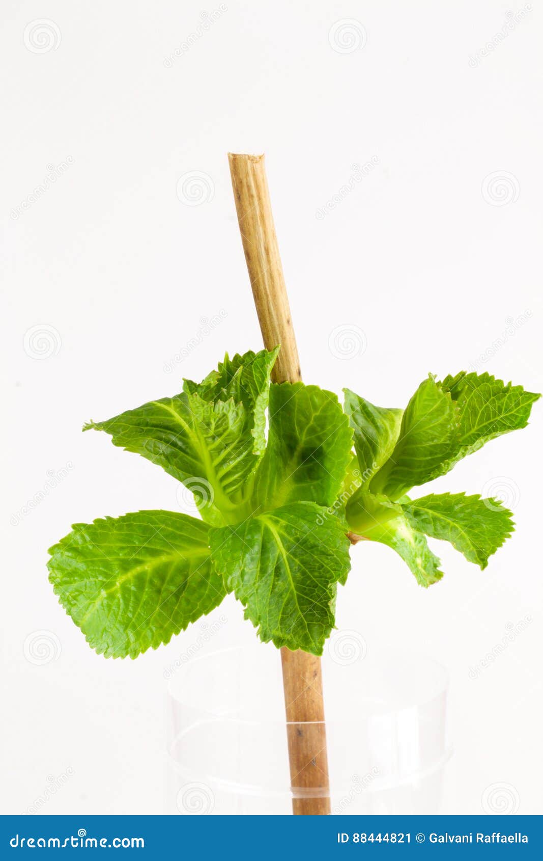 Close Up of Hydrangea Sprouts Stock Image - Image of hortensia, fresh ...
