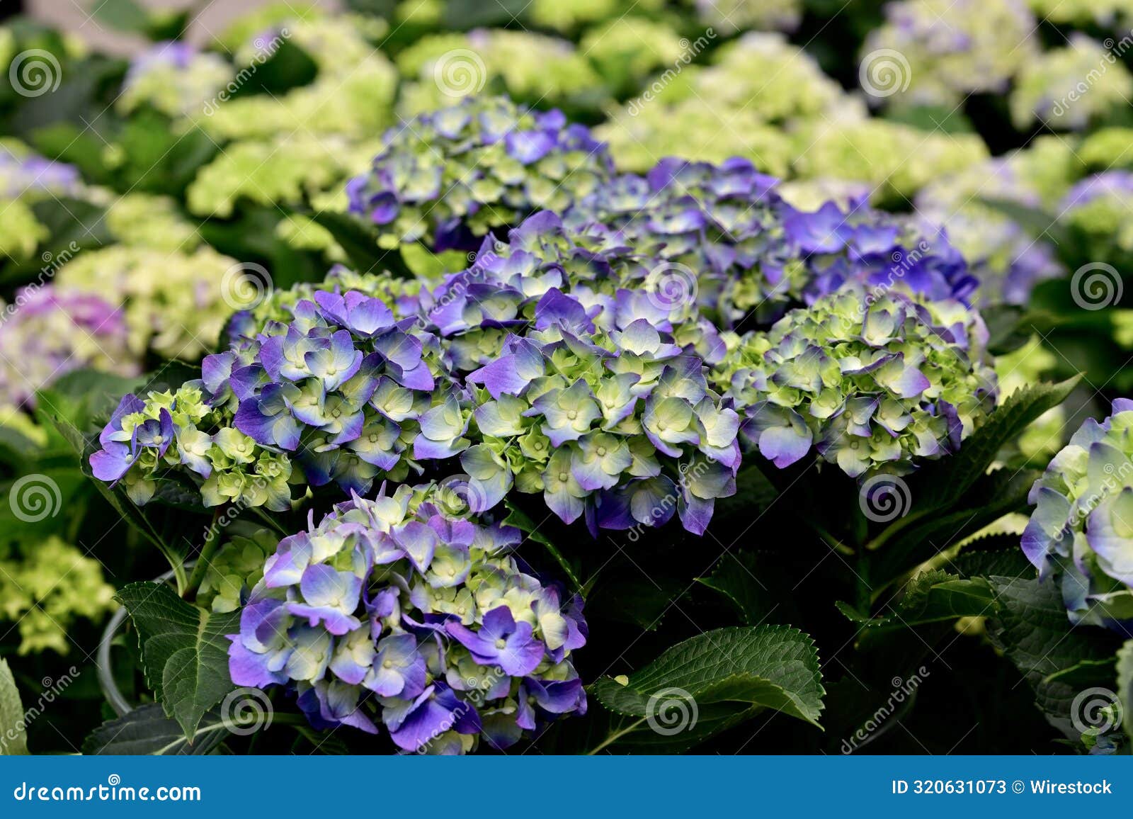 Hydrangea Macrophylla Mathilda Gutges Stock Image - Image of connection ...