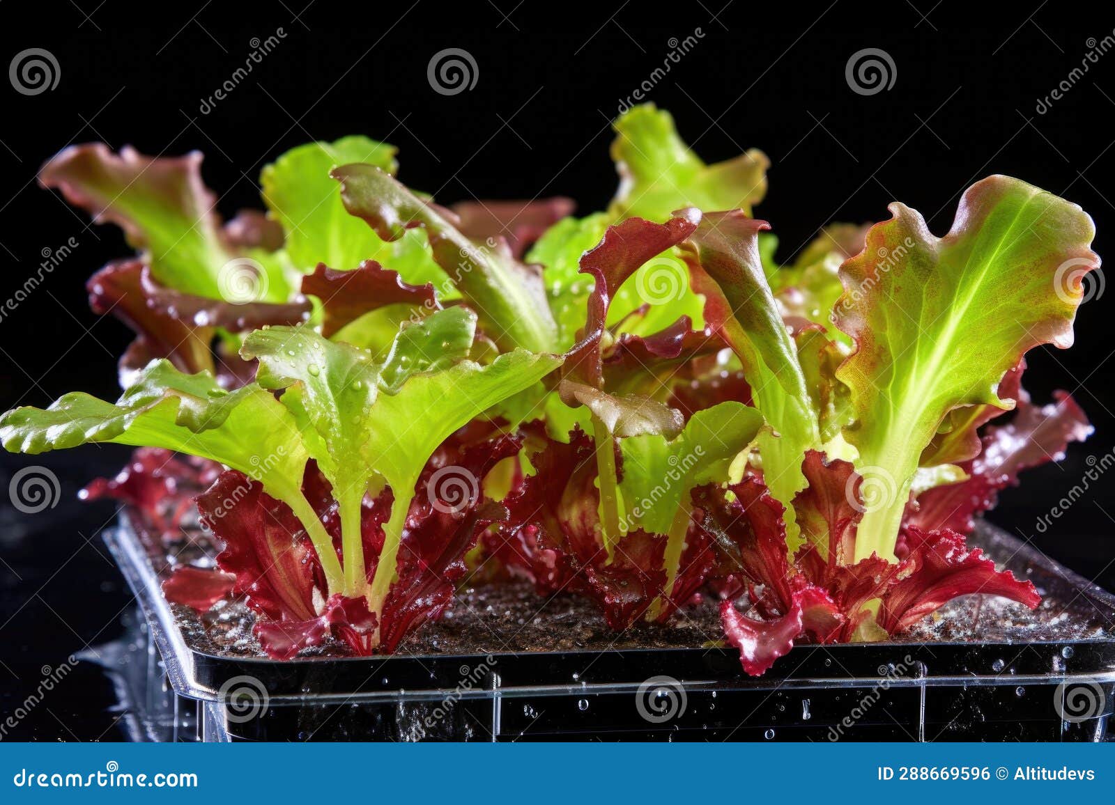 Close-up of Hydroponic Lettuce Roots in Nutrient Solution Stock Photo ...