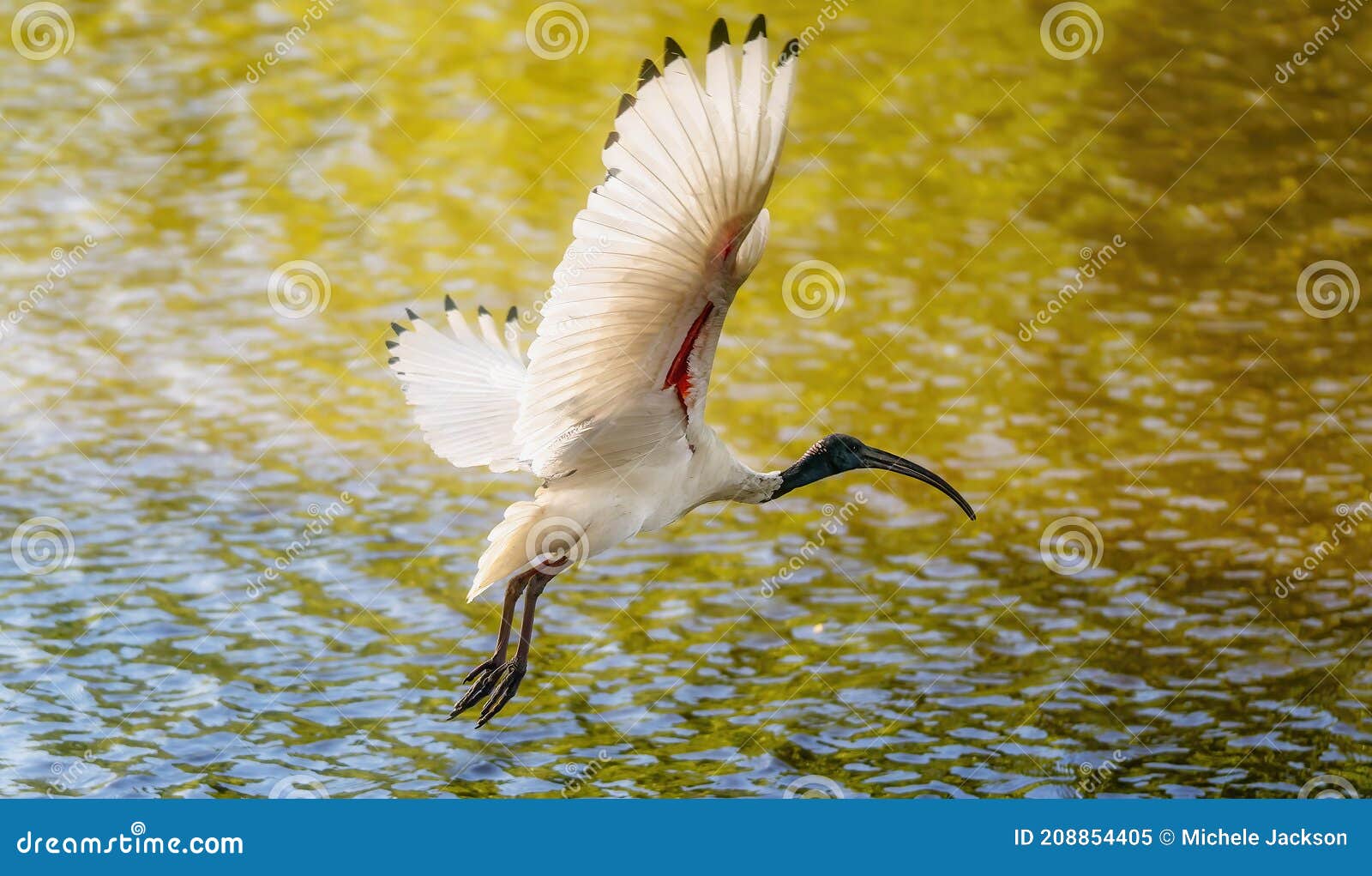 Close Up of an Ibis in Flight Stock Image - Image of species, water ...