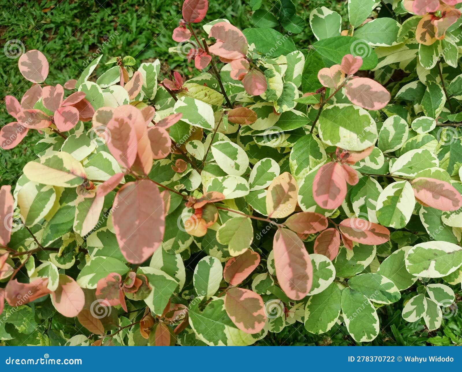 Close Up of Ice Cream Bush Plant Stock Photo - Image of flora, summer ...