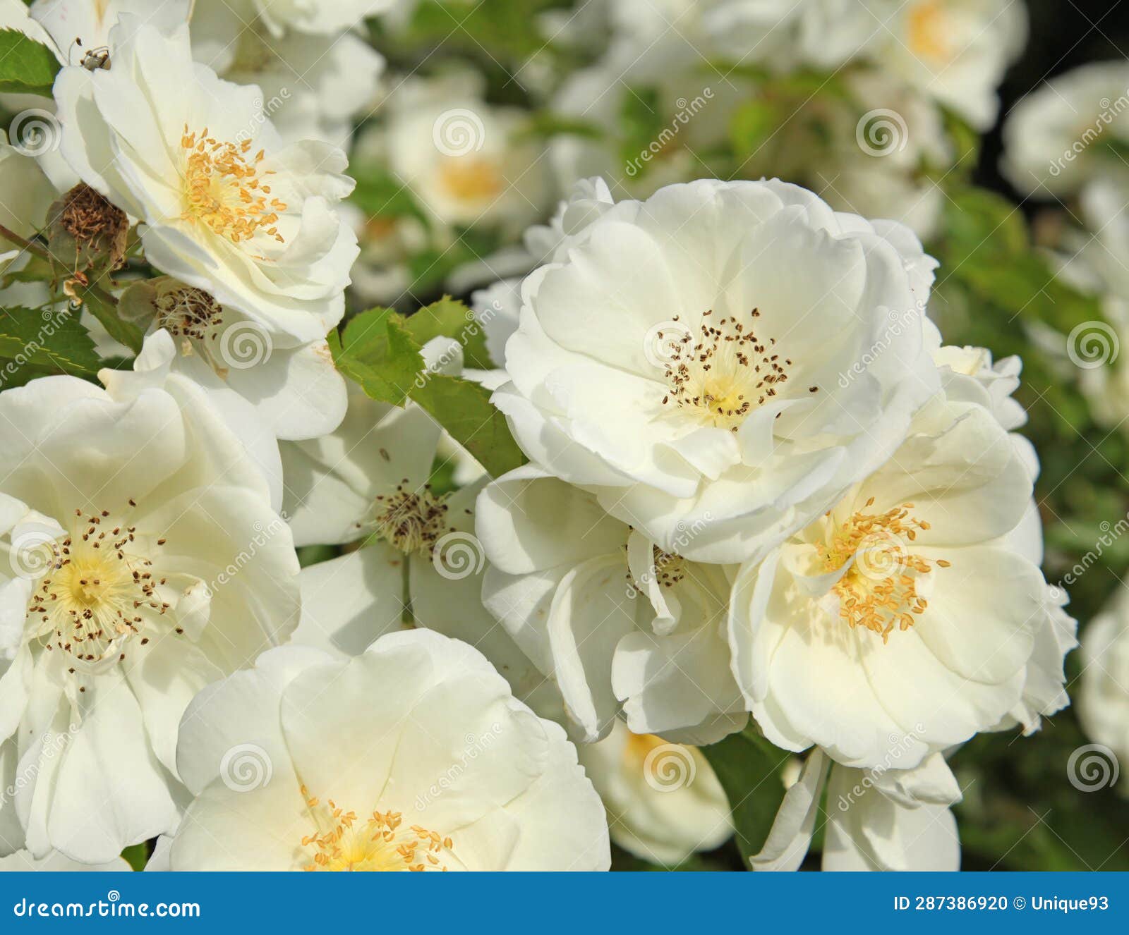 Close-up of Iceberg White Roses Stock Photo - Image of gardening ...