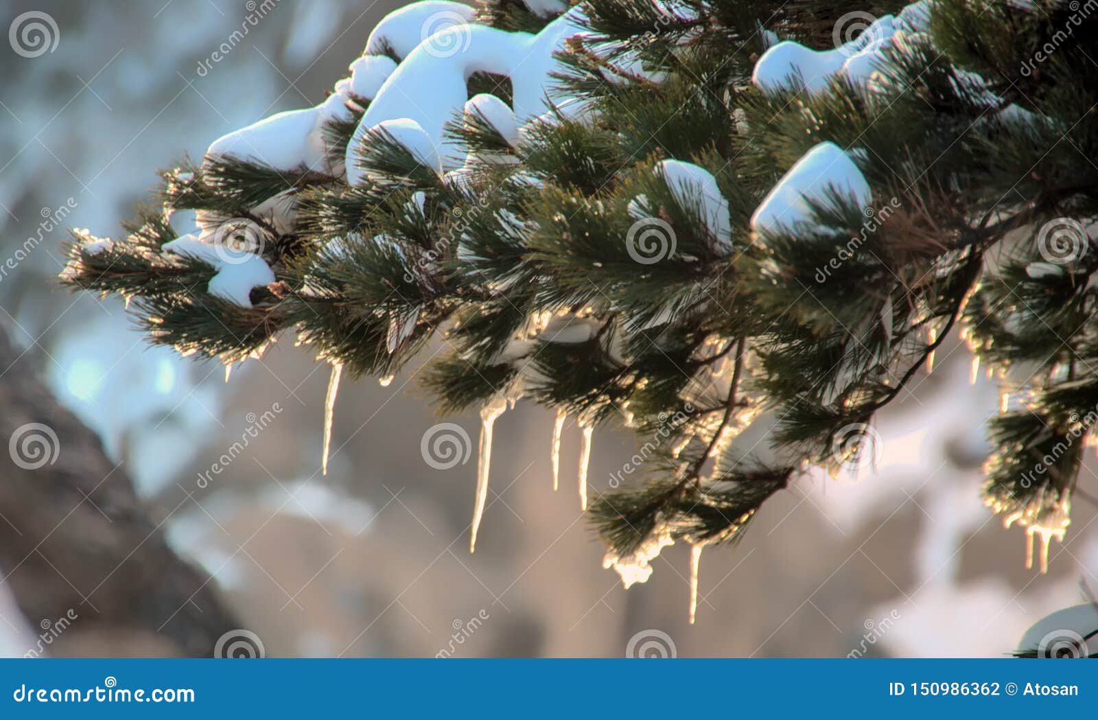 Close Up of an Icicle Hanging on a Snowy Pine Tree Branch in Winter ...