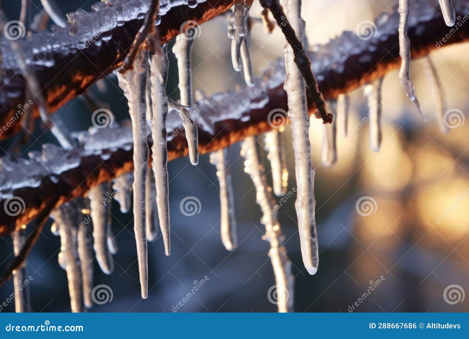 Close-up of Icicles Hanging from a Tree Branch Stock Photo - Image of ...