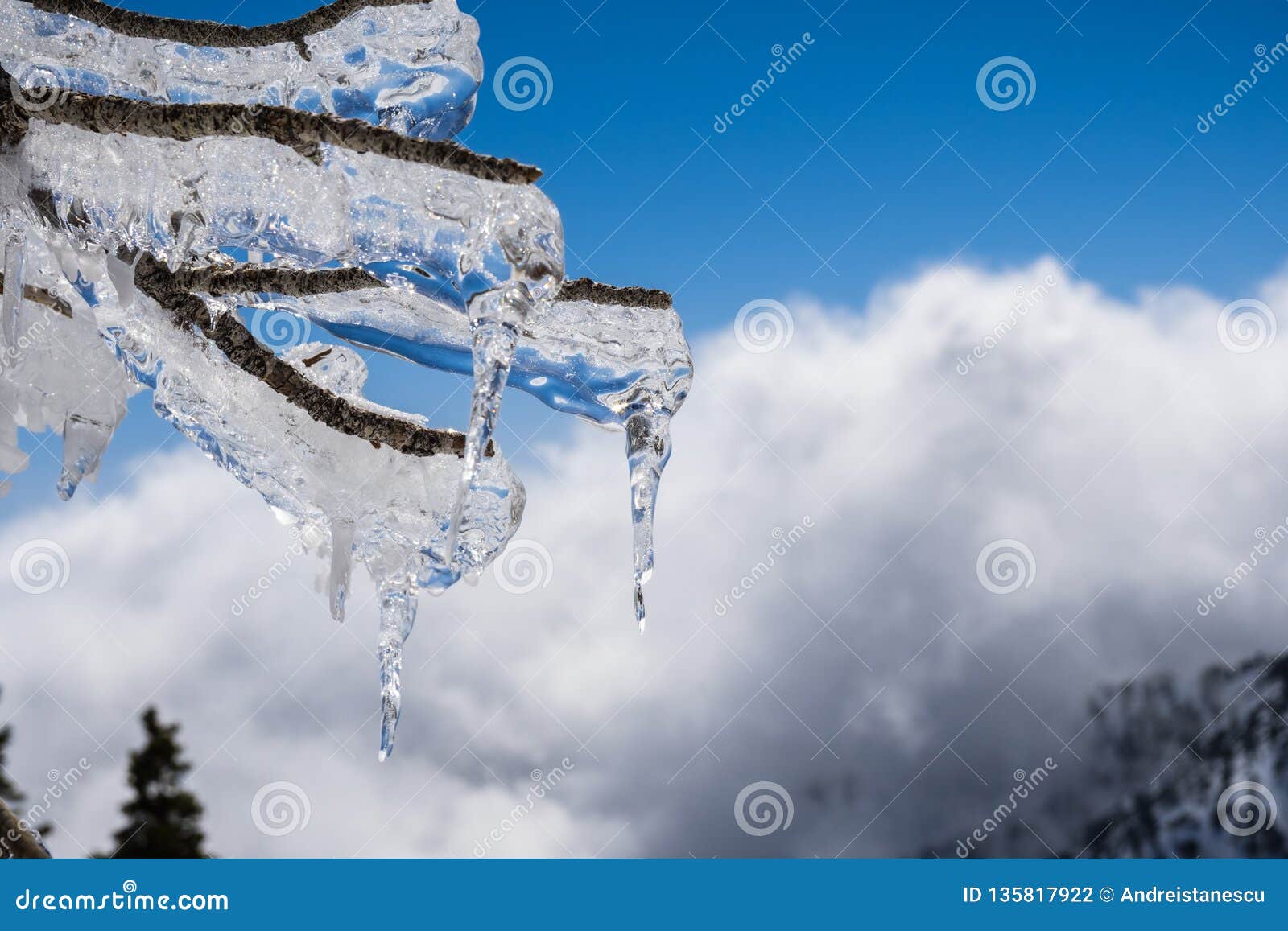 Close Up of Icicles Hanging from Tree Branches; White Clouds and Blue ...