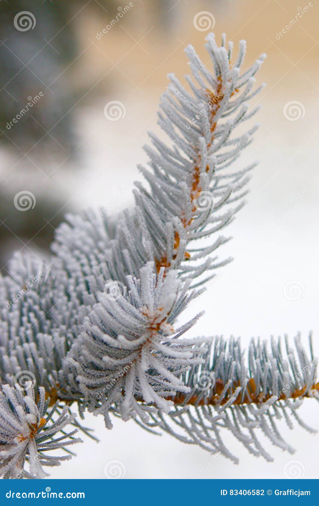Close Up of Icy Pine Needles Stock Photo - Image of gray, frosted: 83406582