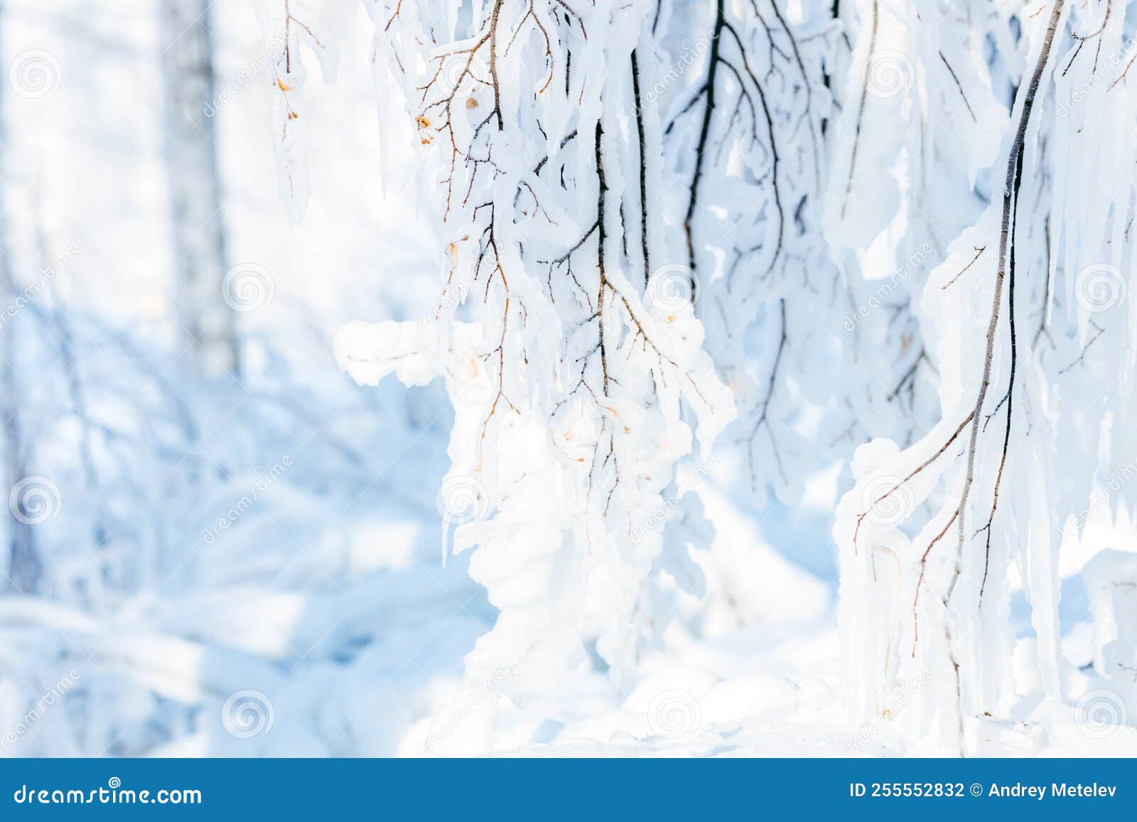 Close-up of Icy Tree Branches in Winter Stock Photo - Image of december ...