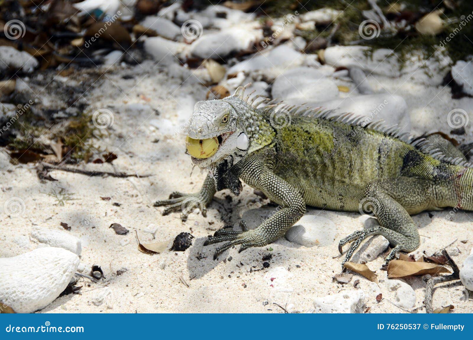 Close Up Of Iguana Ctenosaura Clarki, Commonly Known As Balsas Armed ...