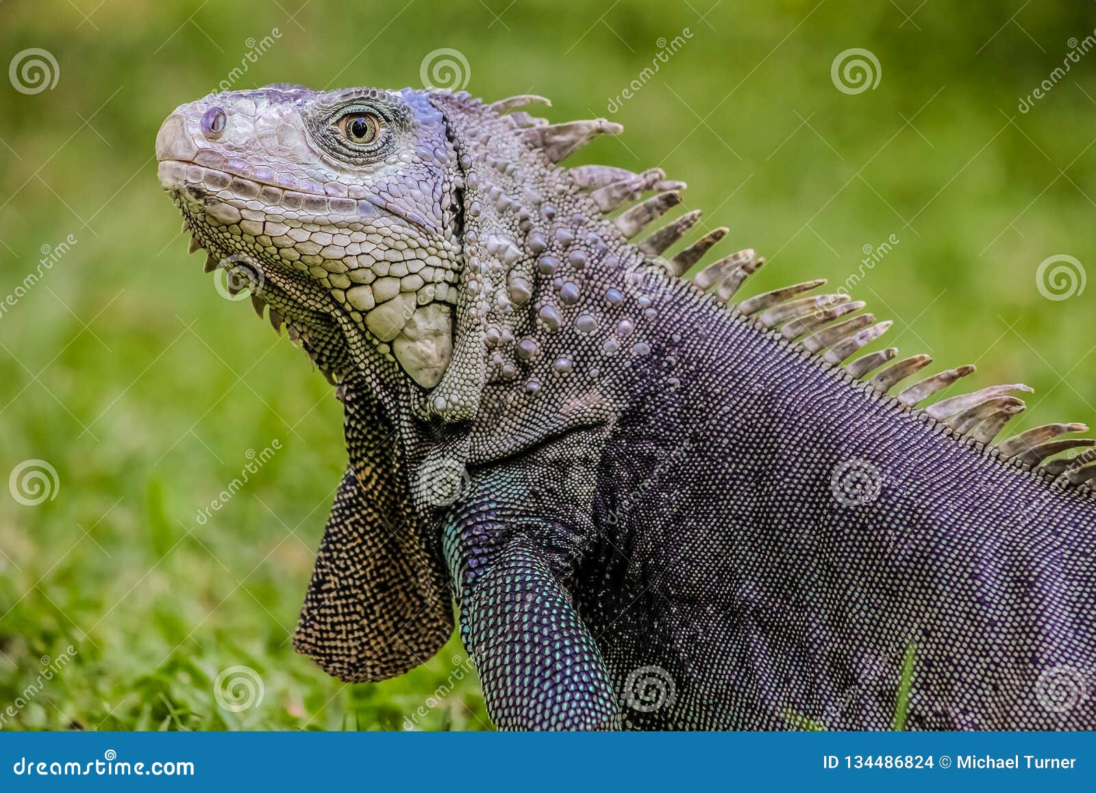 Close up of a Iguana stock photo. Image of reptilian - 134486824