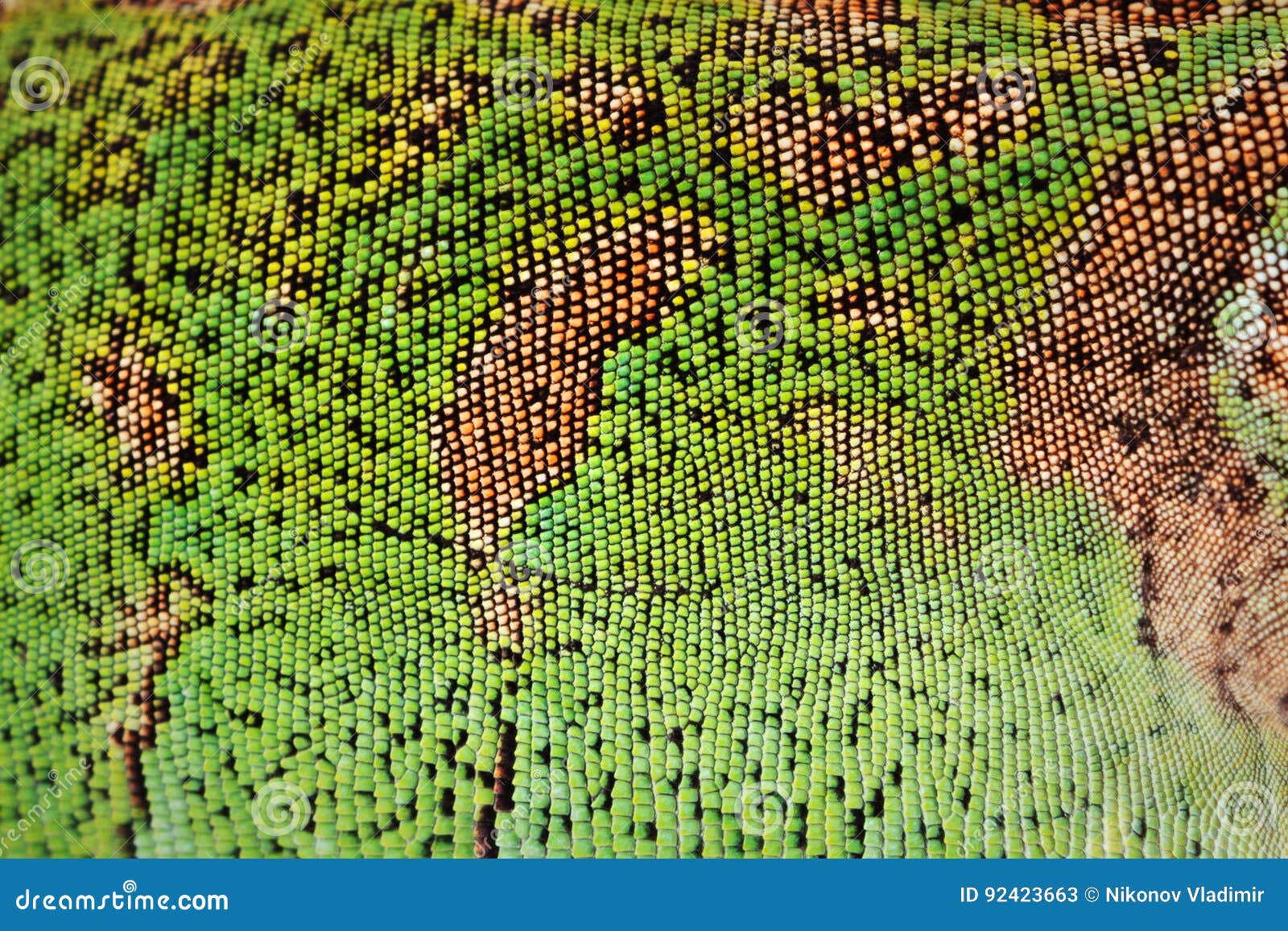Close-up of iguana scales stock image. Image of horizontal - 92423663
