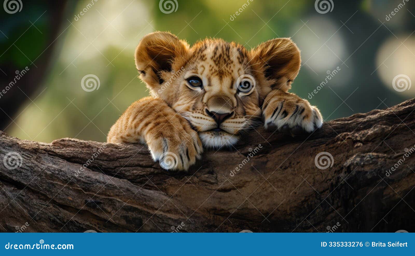 A Close-up Image of an Adorable Lion Cub Resting on a Tree Log Stock ...