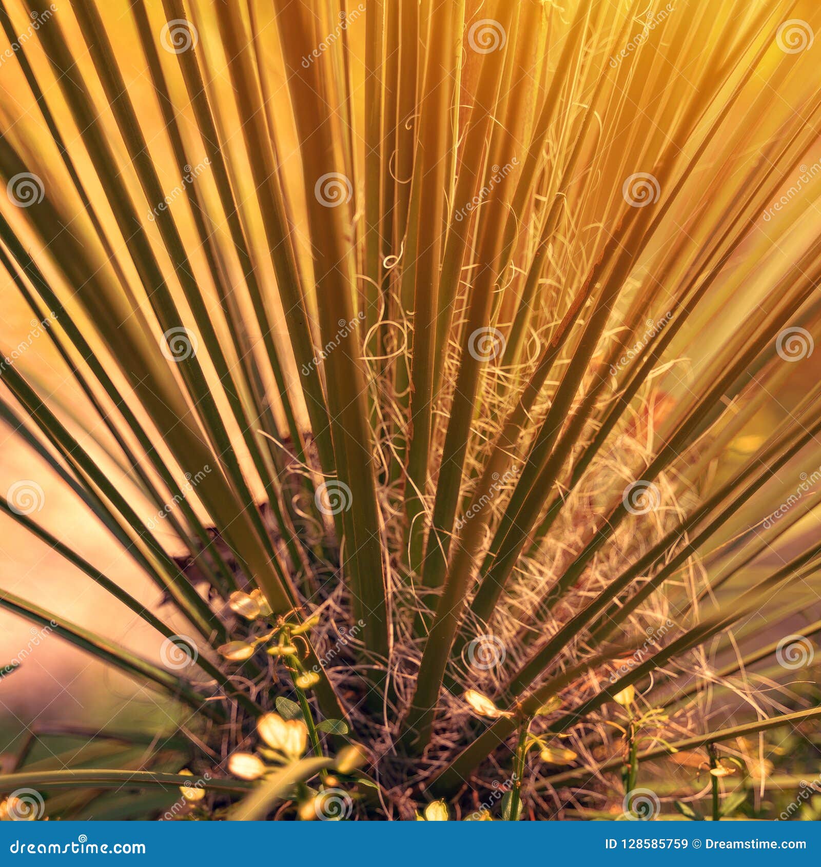 Close Up Image of Agave Plant Stock Image - Image of detail, botanical ...