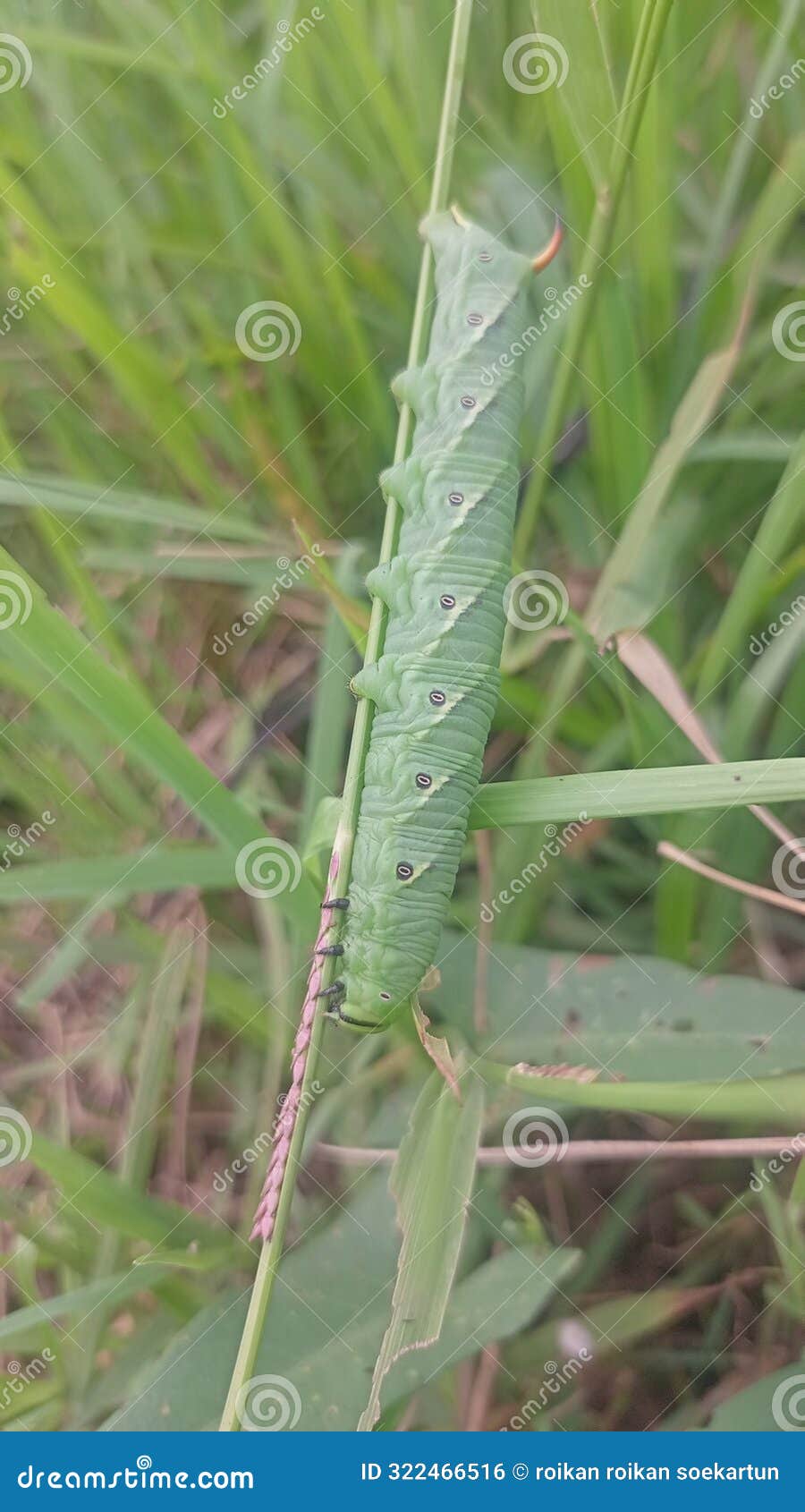 Image Of A Caterpillar Bug On A Branch On Nature Background. Royalty ...