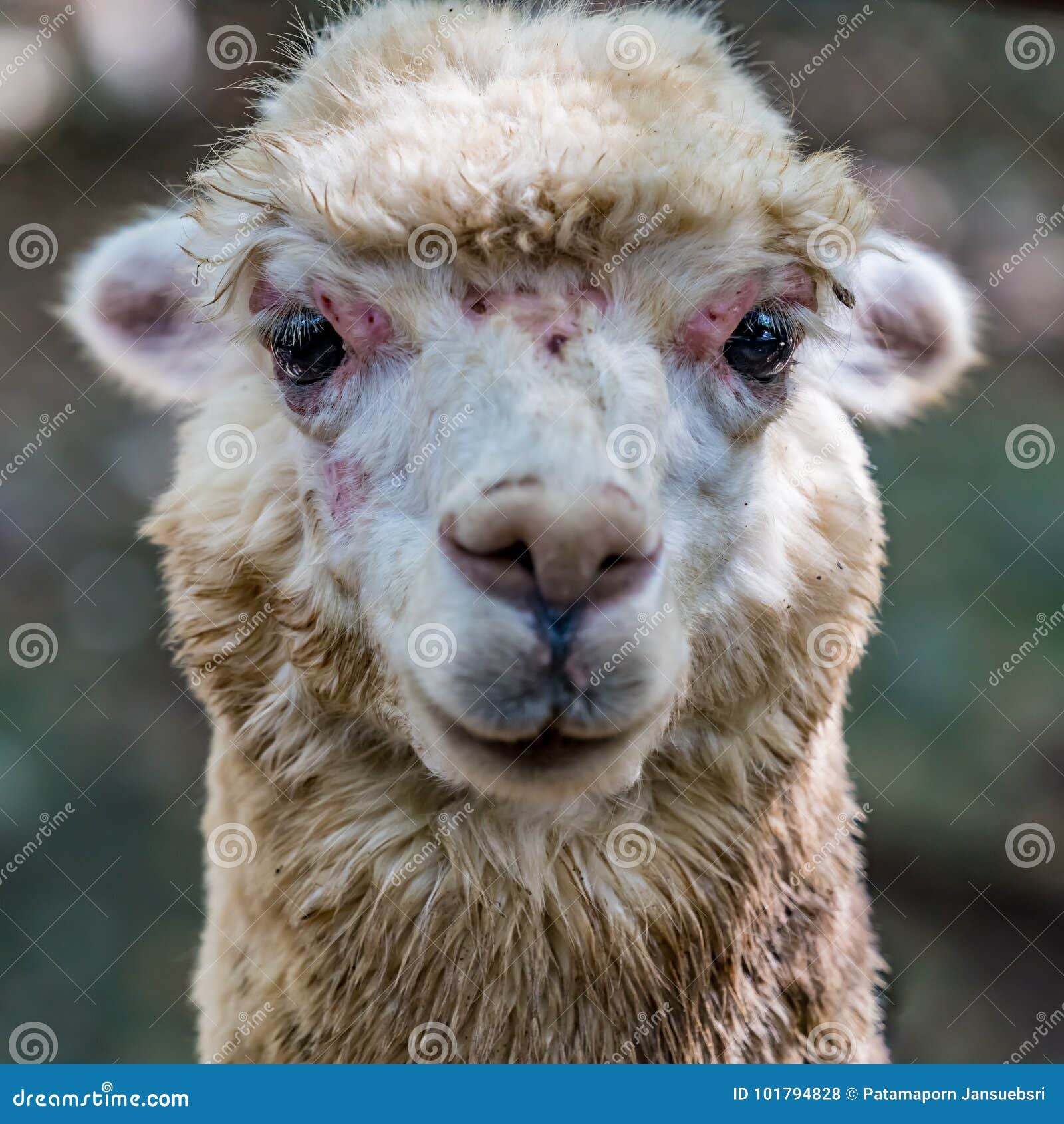 Close up image of Alpaca stock photo. Image of cute - 101794828