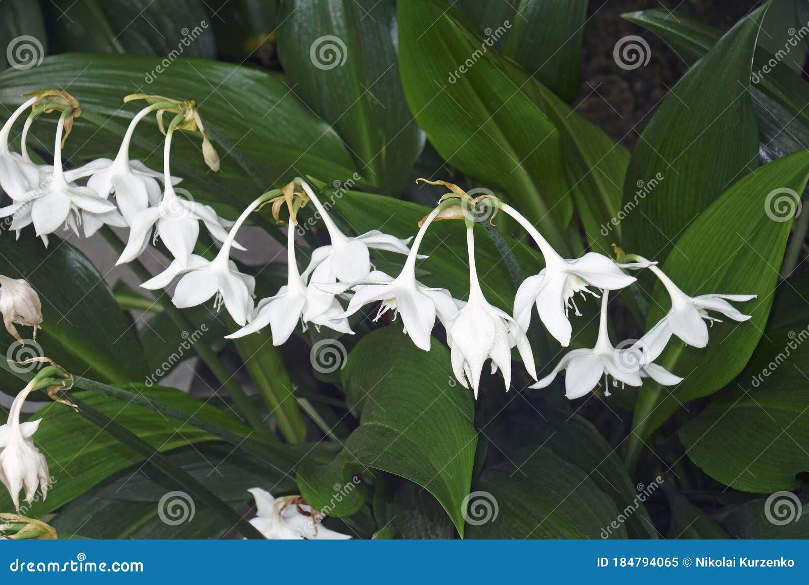 Close Up Image of Amazon Lily Flowers Stock Image - Image of bloom ...