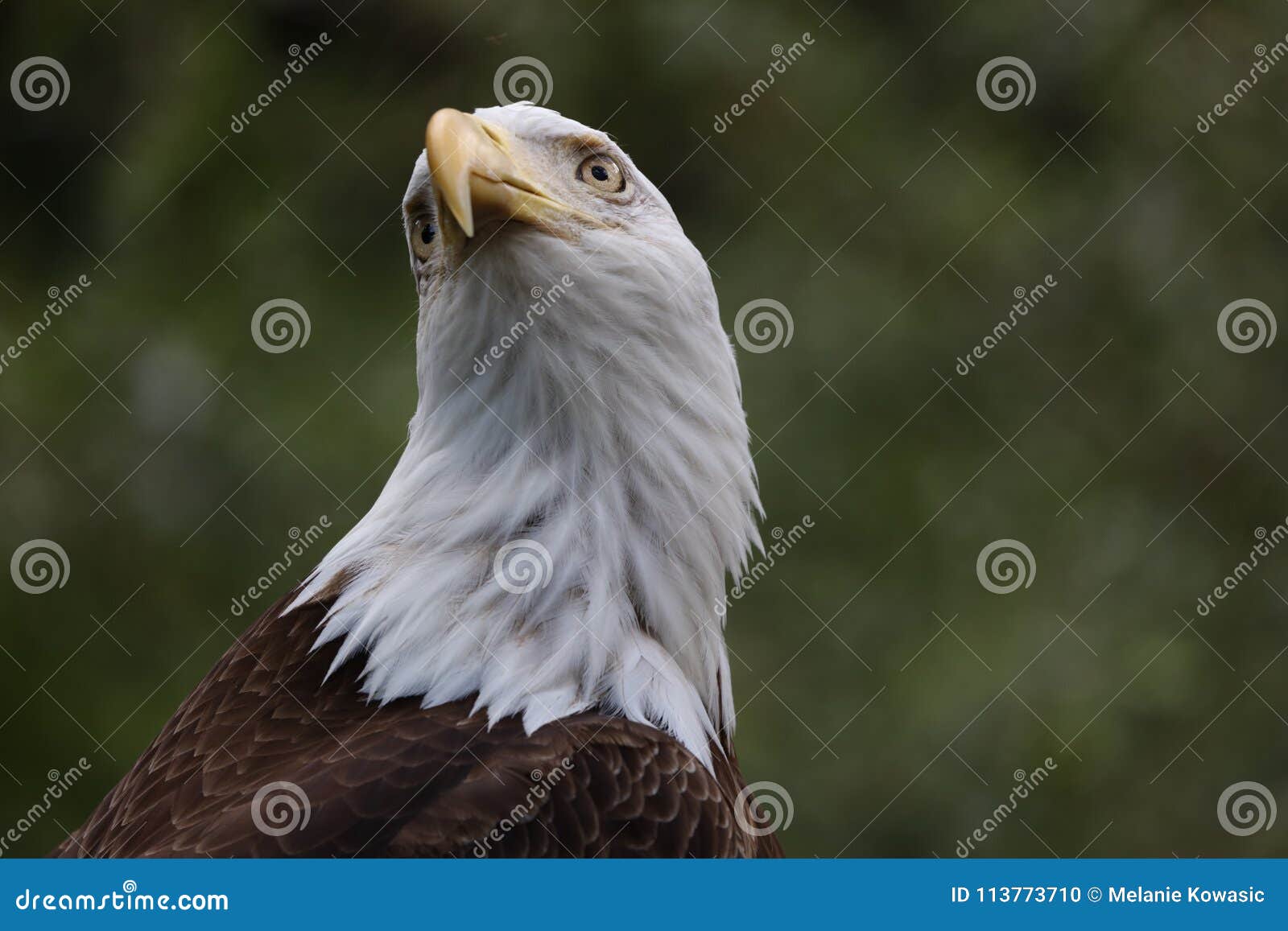 The American Bald Eagle Portrait Stock Photo - Image of white, wildlife ...
