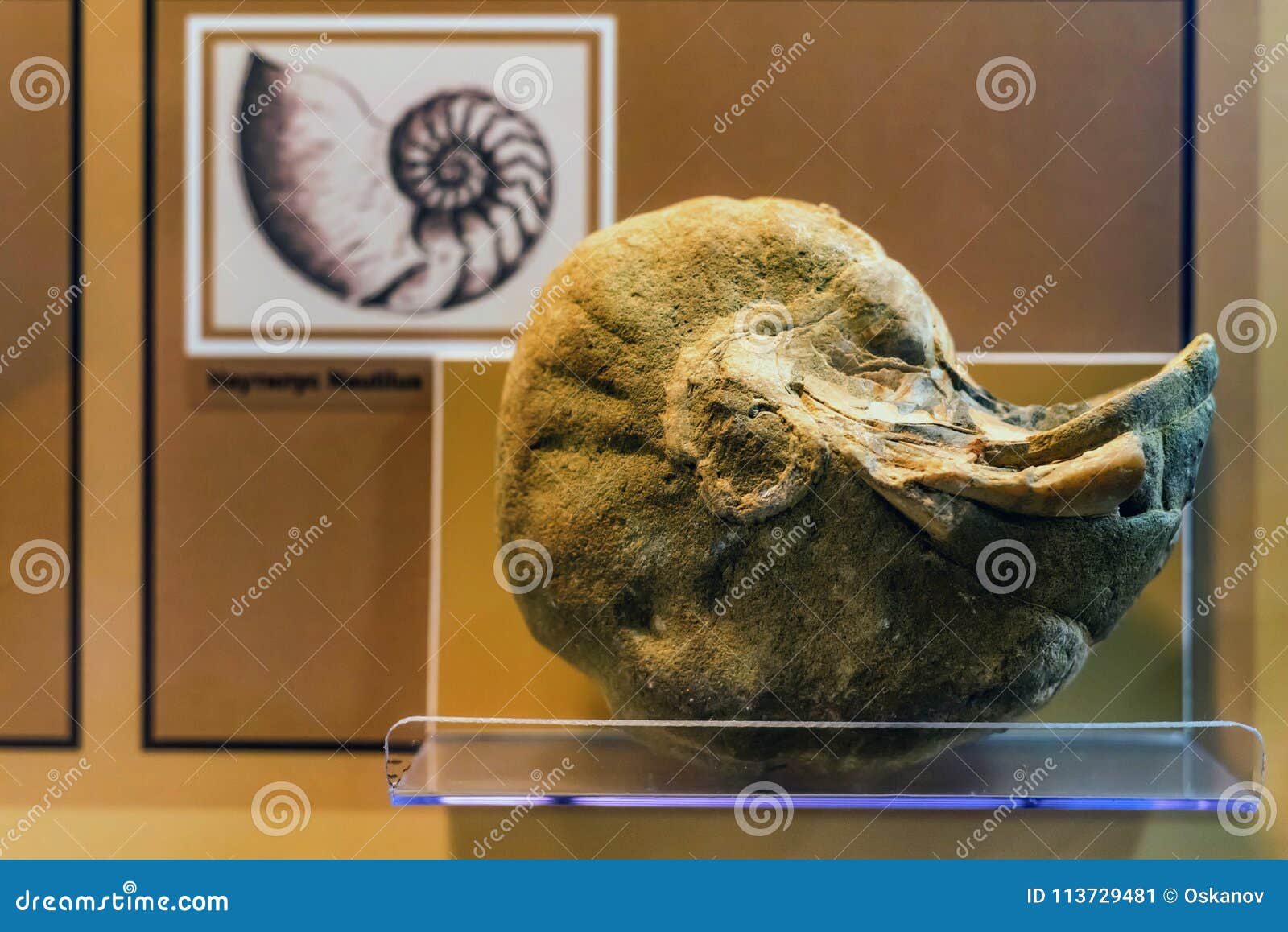 Ammonite Shell Exposed Ni Museum Editorial Photo - Image of macro ...