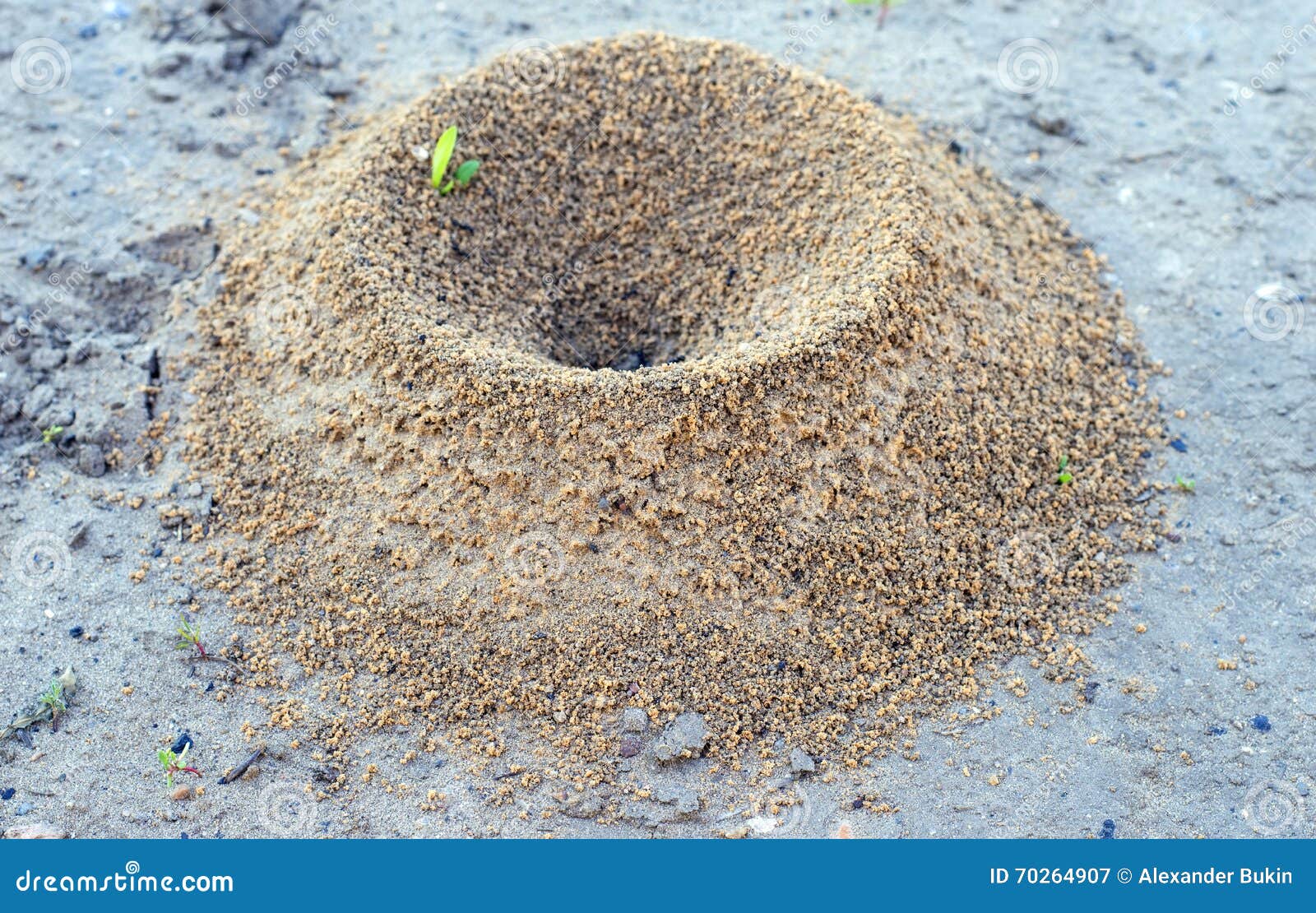 Close-up Image of Anthill in Soil Stock Image - Image of termite, land ...
