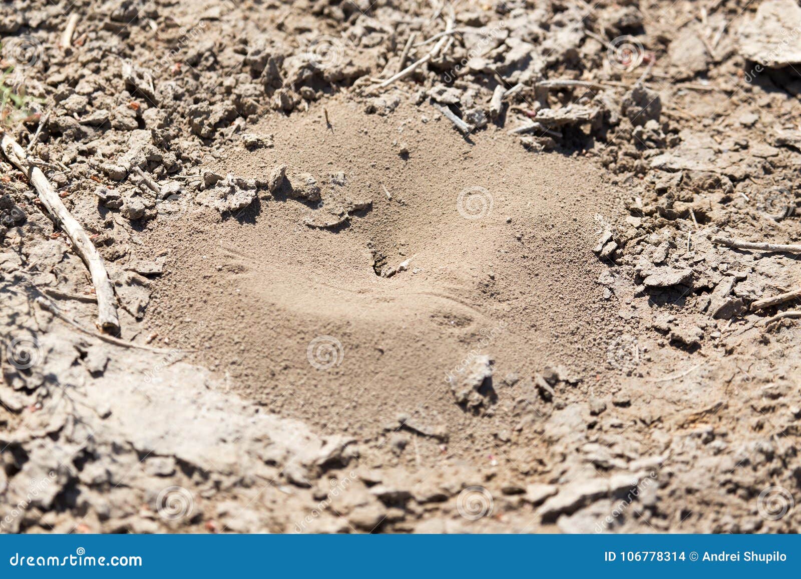 Close-up Image of Anthill in Soil Stock Photo - Image of nature, ground ...
