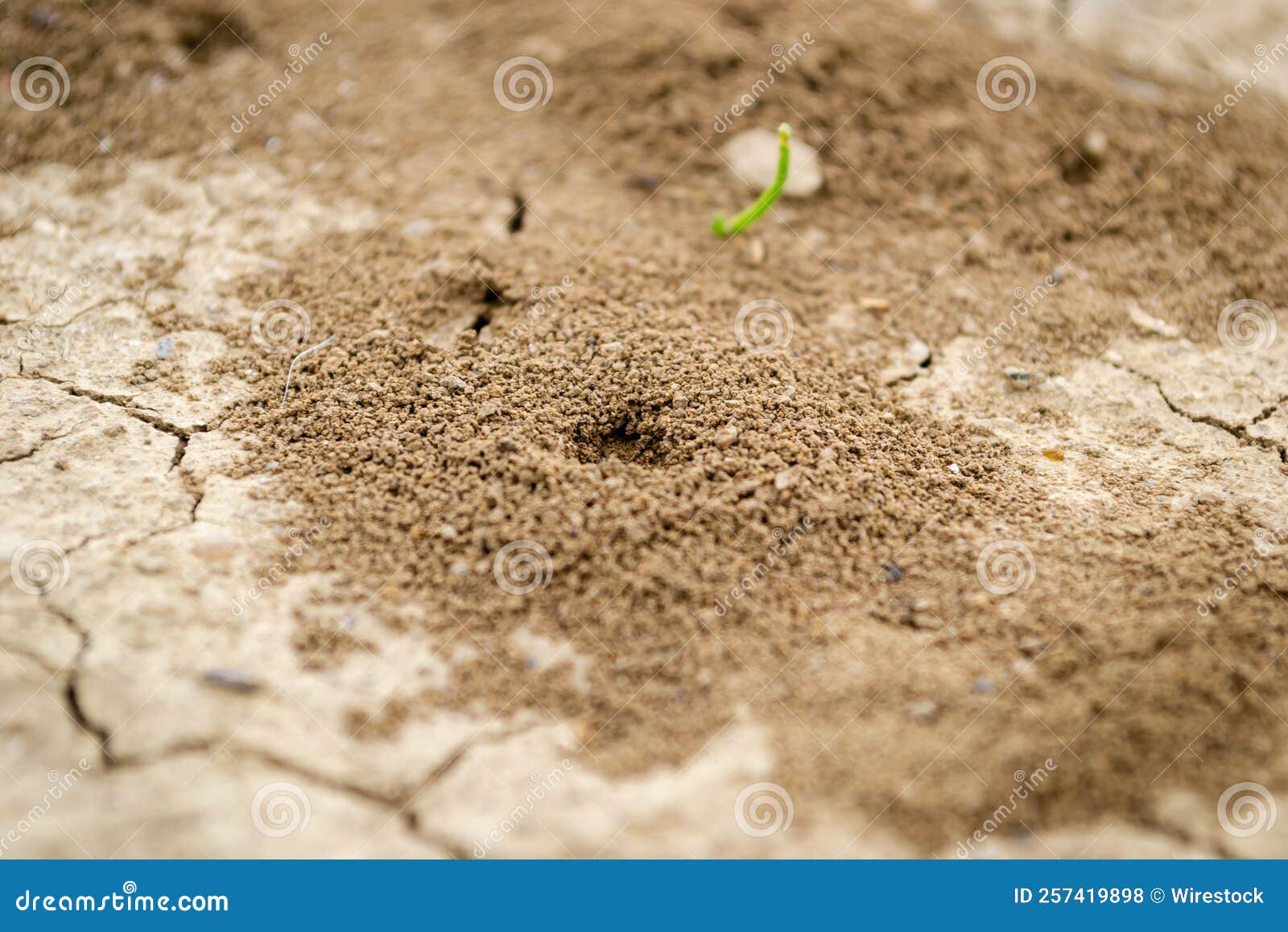 Close-up Image of Anthill in Soil. Stock Photo - Image of nature ...