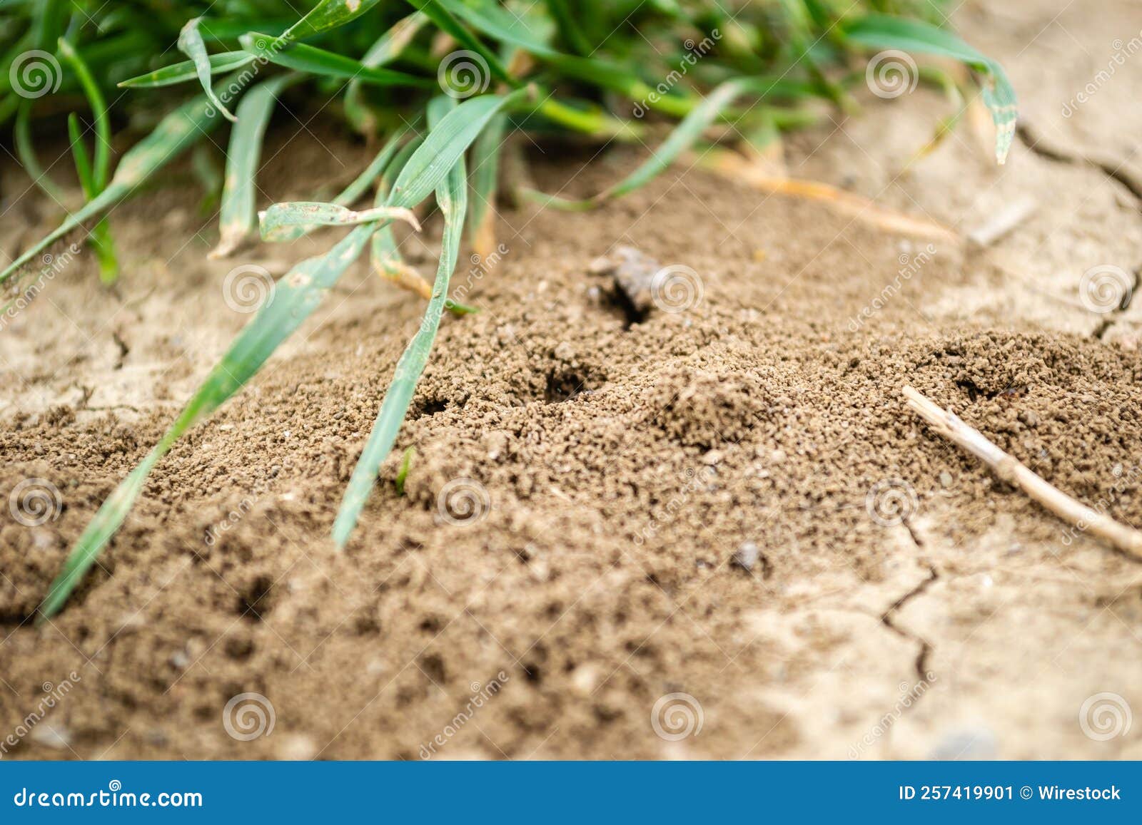 Close-up Image of Anthill in Soil. Stock Image - Image of forest ...