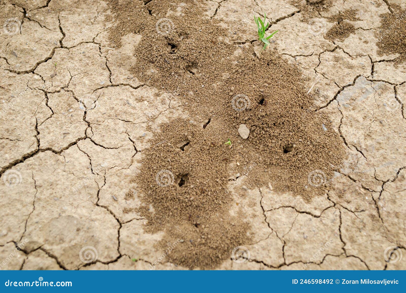 Close-up Image of Anthill in Soil Stock Photo - Image of fall, heap ...