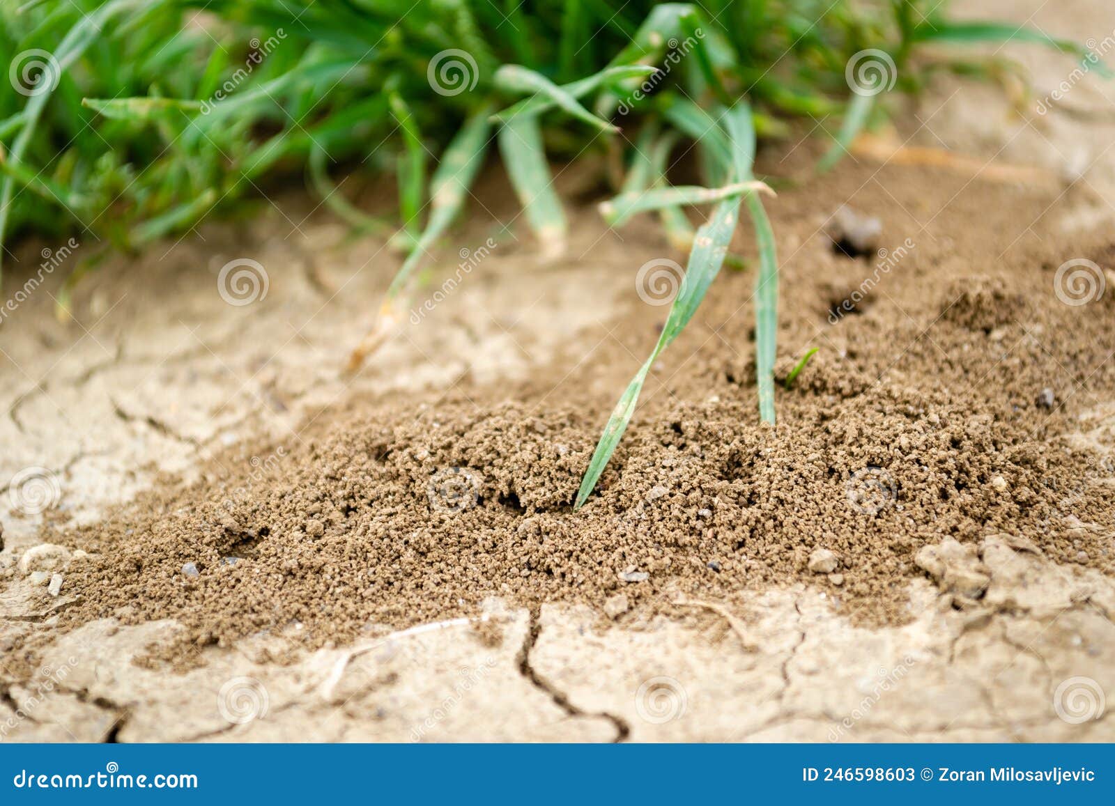 Close-up Image of Anthill in Soil Stock Image - Image of colony, animal ...