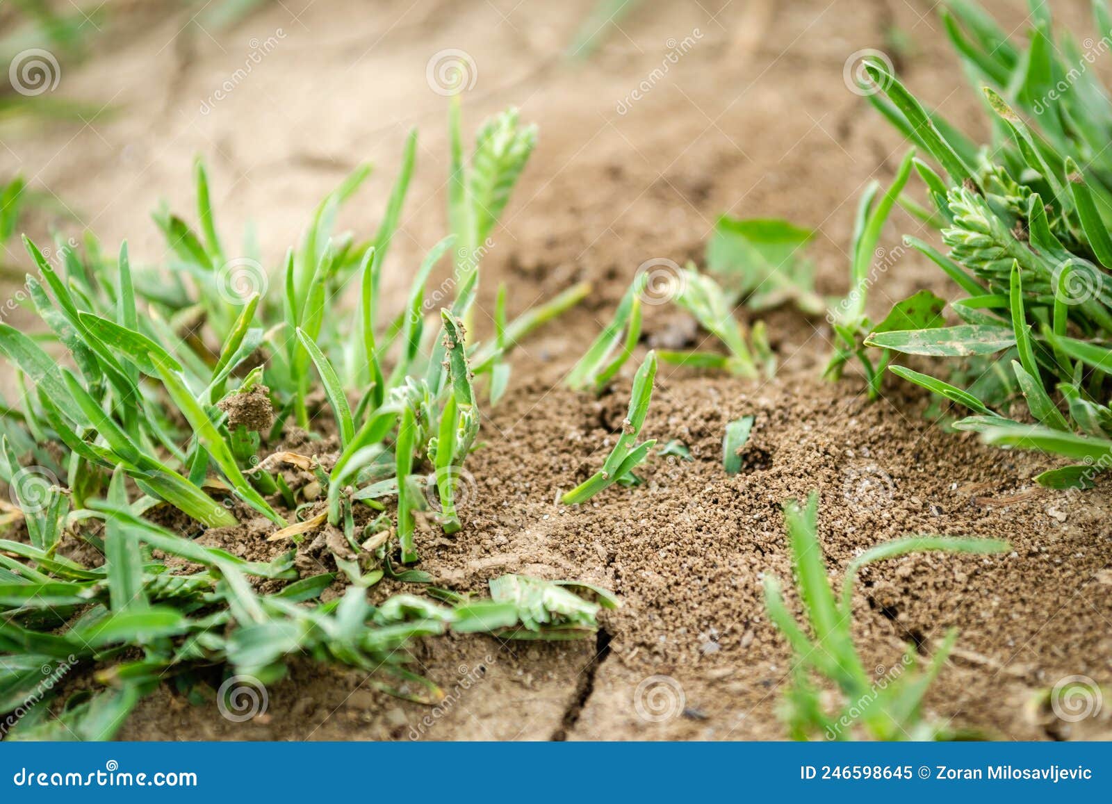 Close-up Image of Anthill in Soil Stock Image - Image of heap, building ...