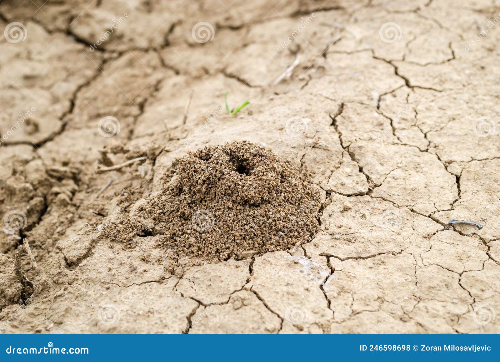 Close-up Image of Anthill in Soil Stock Photo - Image of form, diligent ...