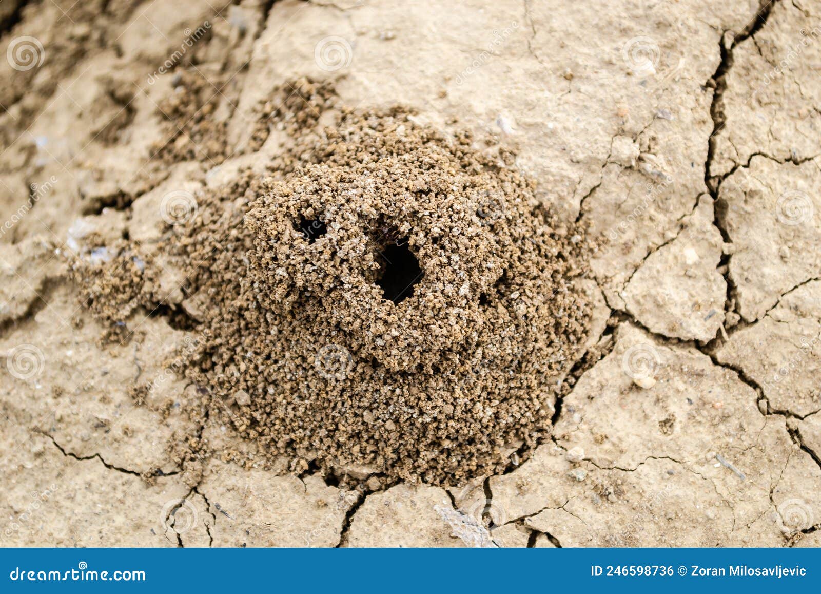 Close-up Image of Anthill in Soil Stock Photo - Image of architecture ...
