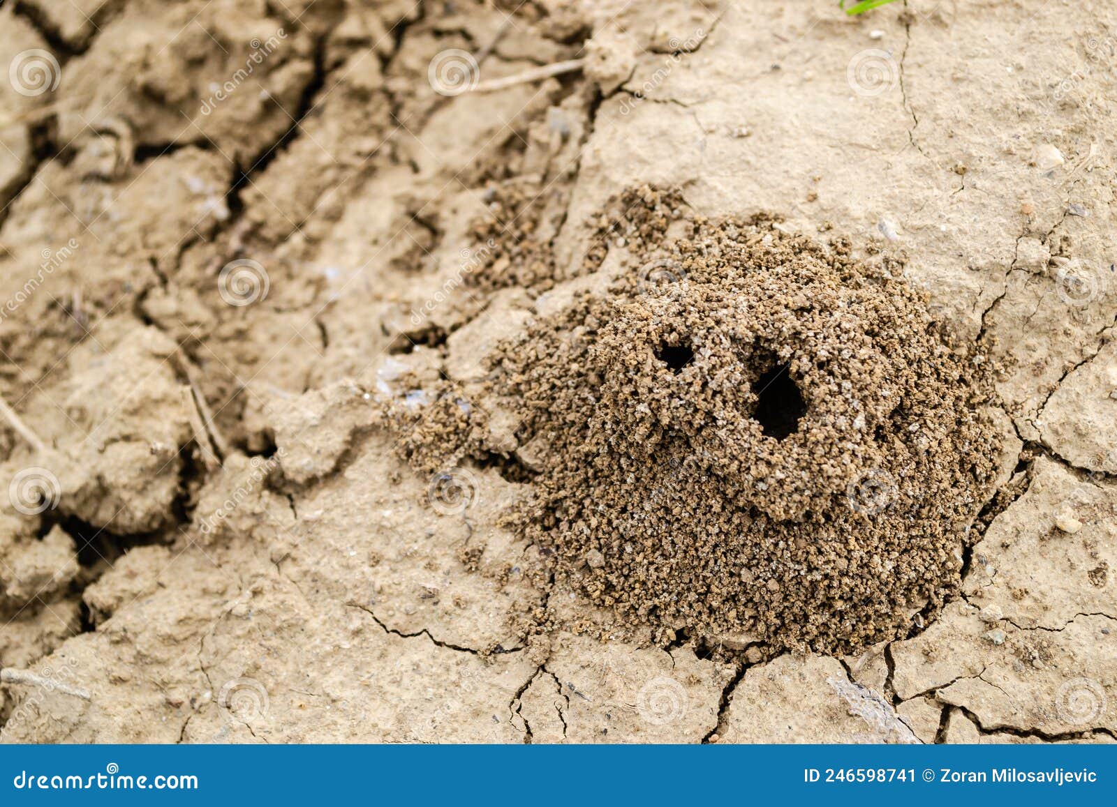 Close-up Image of Anthill in Soil Stock Image - Image of architecture ...