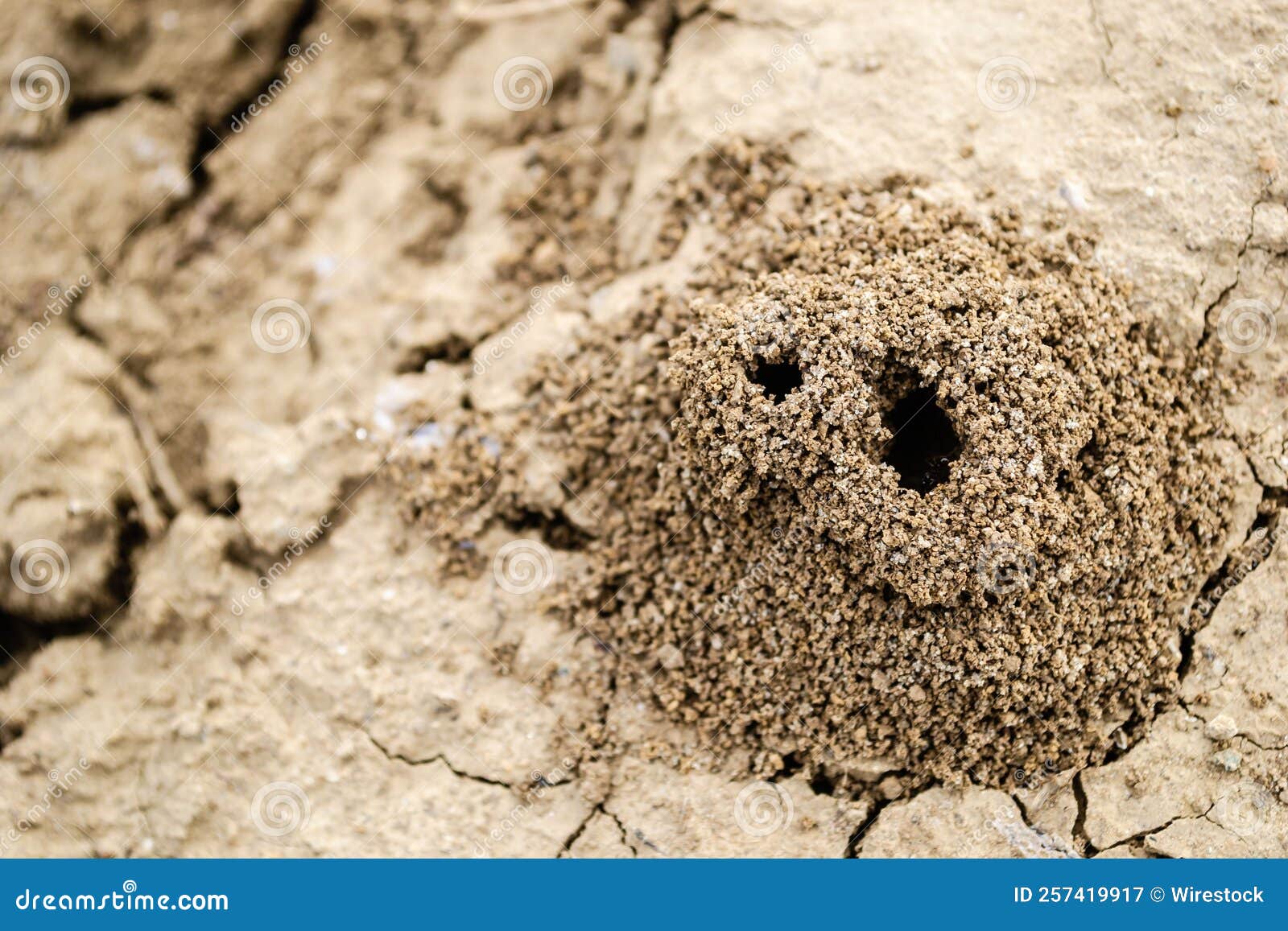 Close-up Image of Anthill in Soil. Stock Image - Image of dirtied ...