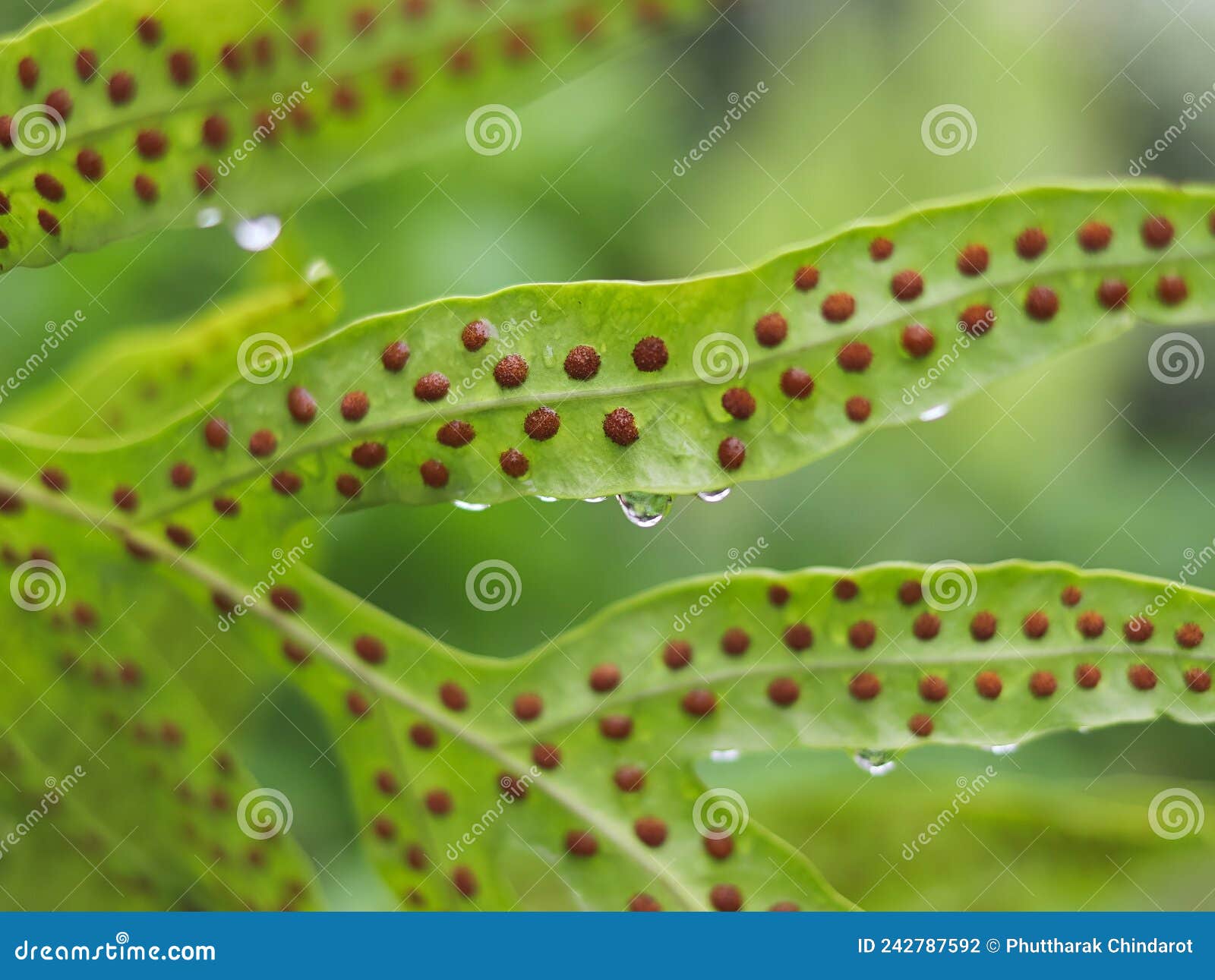 The Back of Fern Leaf with Spores and Water Drops Stock Photo - Image ...