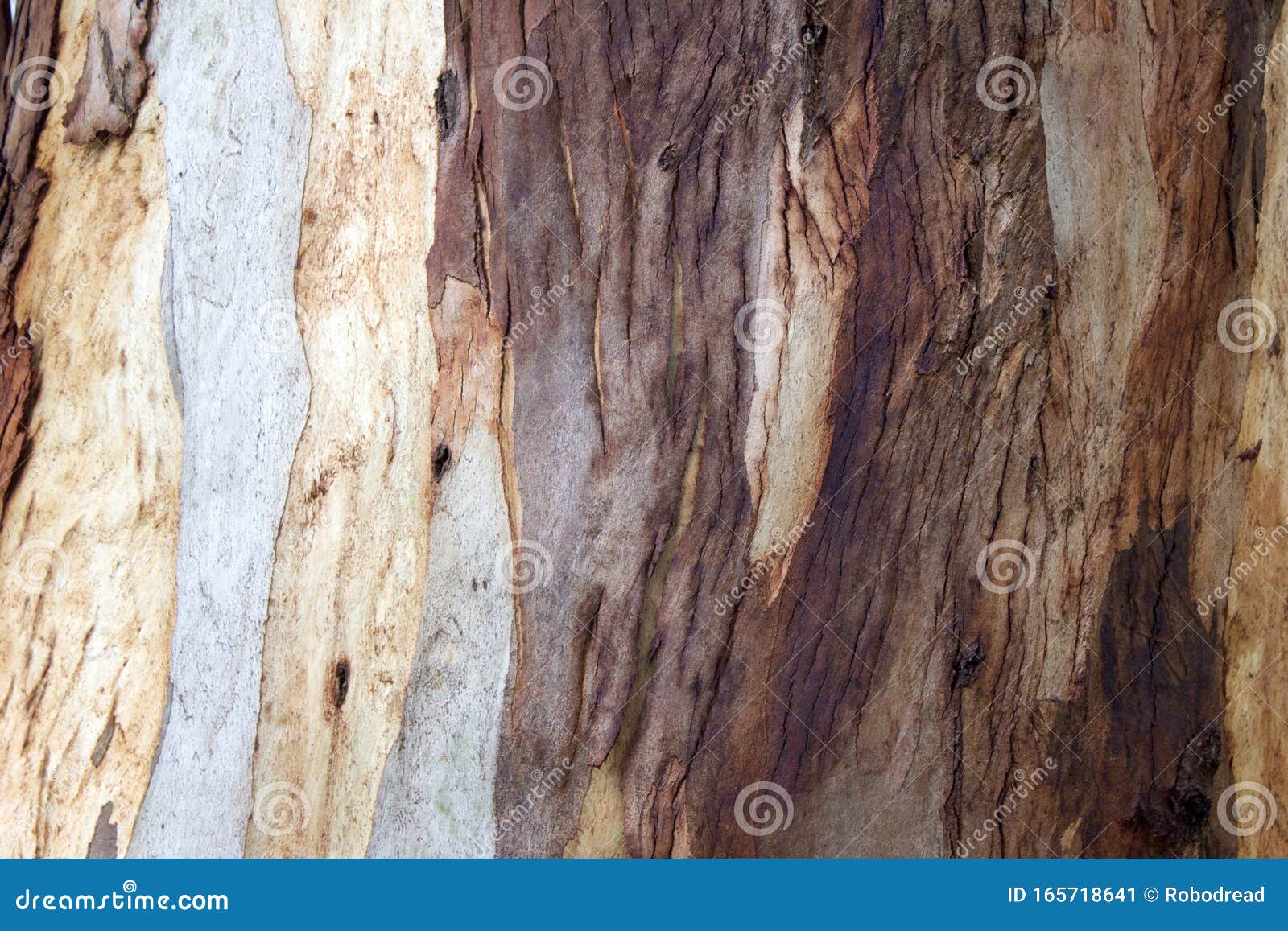 Trunk Of Eucalyptus Tree Texture Royalty-Free Stock Image ...