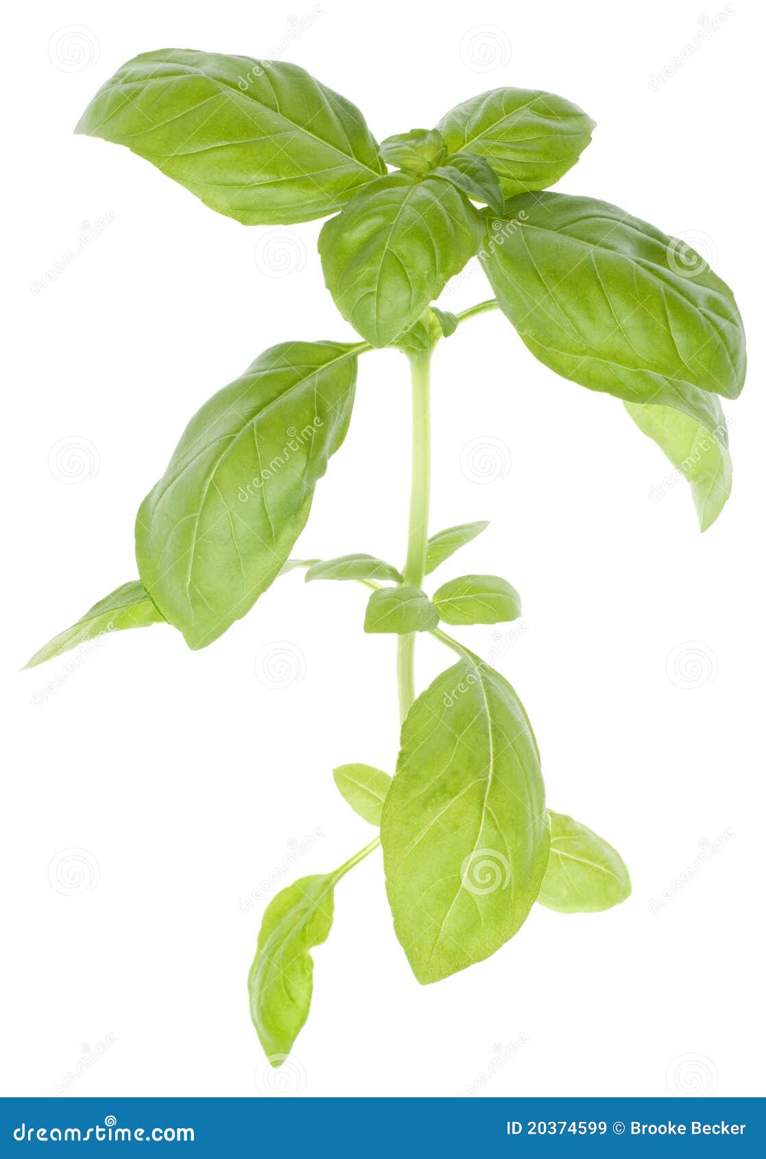 Close-up Of Basil Microgreens. Growing Basil Sprouts Close Up View ...