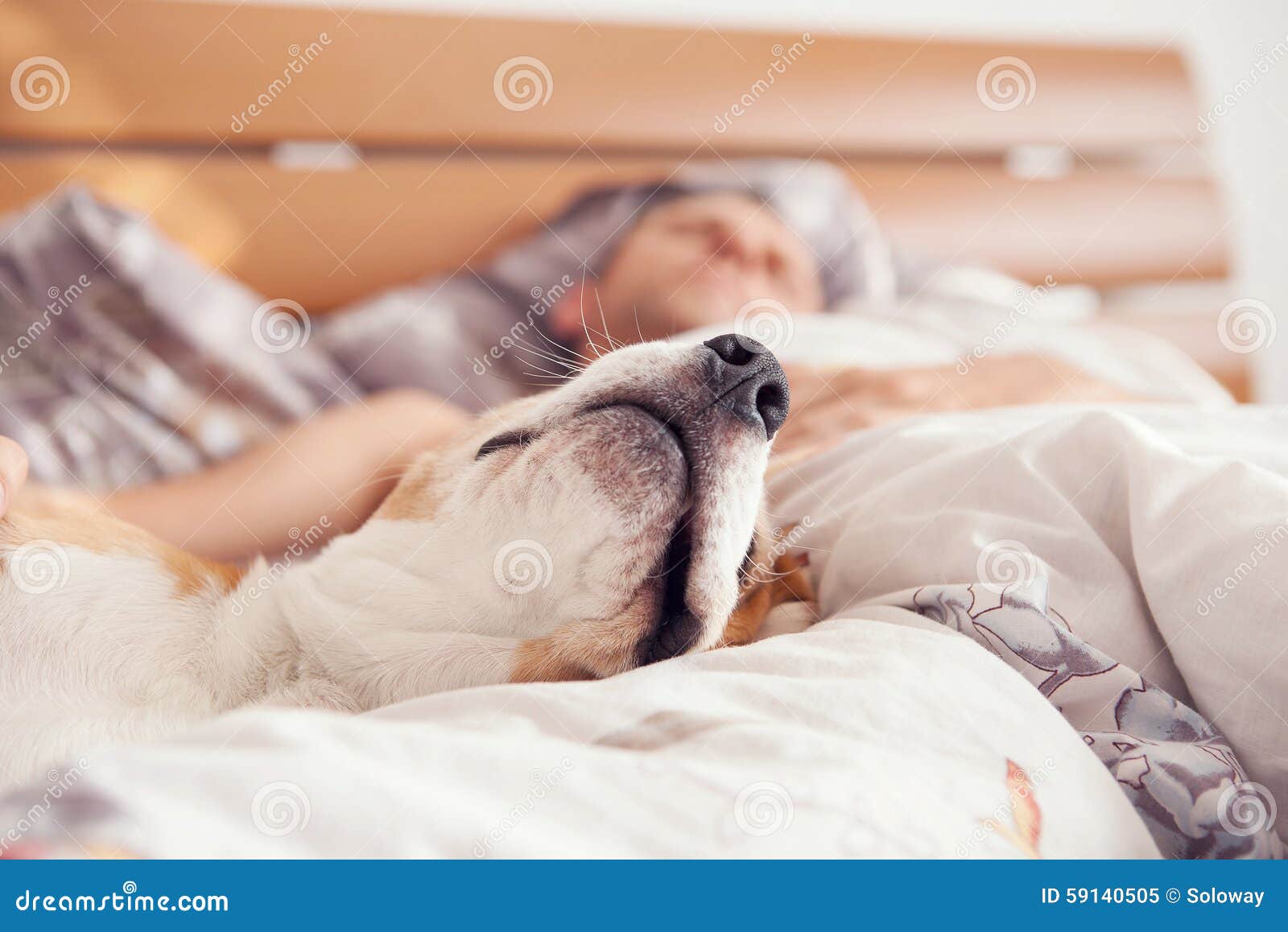 Close Up Image Beagle Snout in His Owner Bed Stock Image - Image of ...