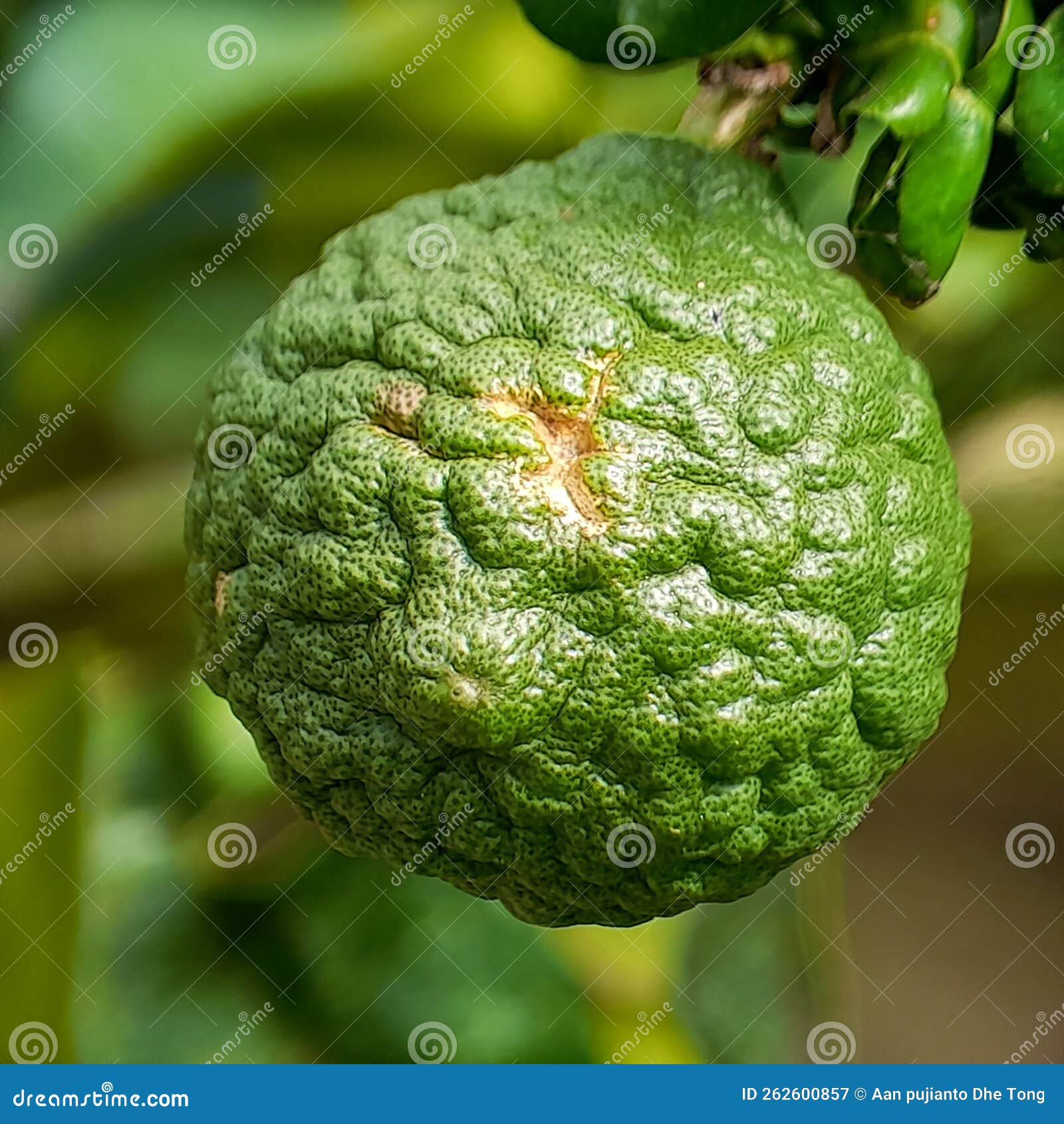 Close Up Image of the Beautiful Fruit. Cytrus Histrix. Kafir Lime Stock ...