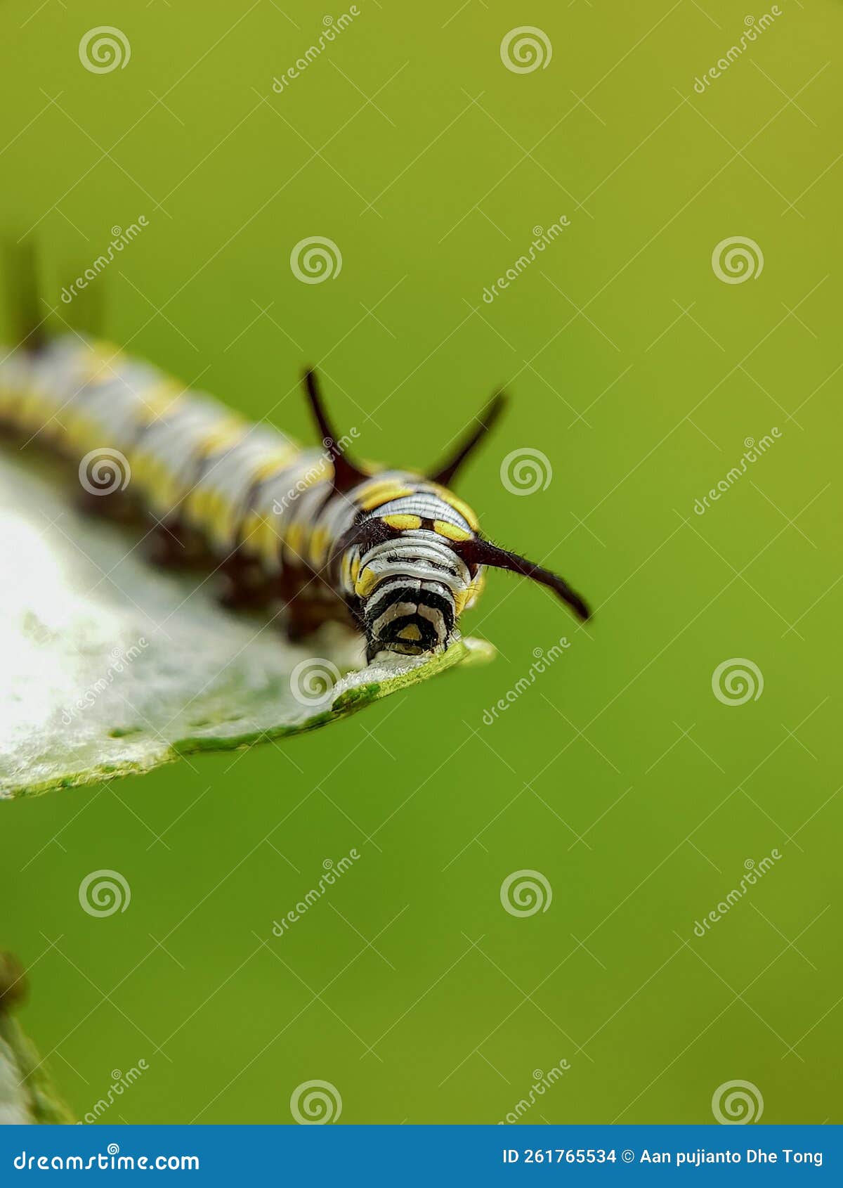 Close Up Image of the Beautyful Insect. Caterpillar Stock Photo - Image ...